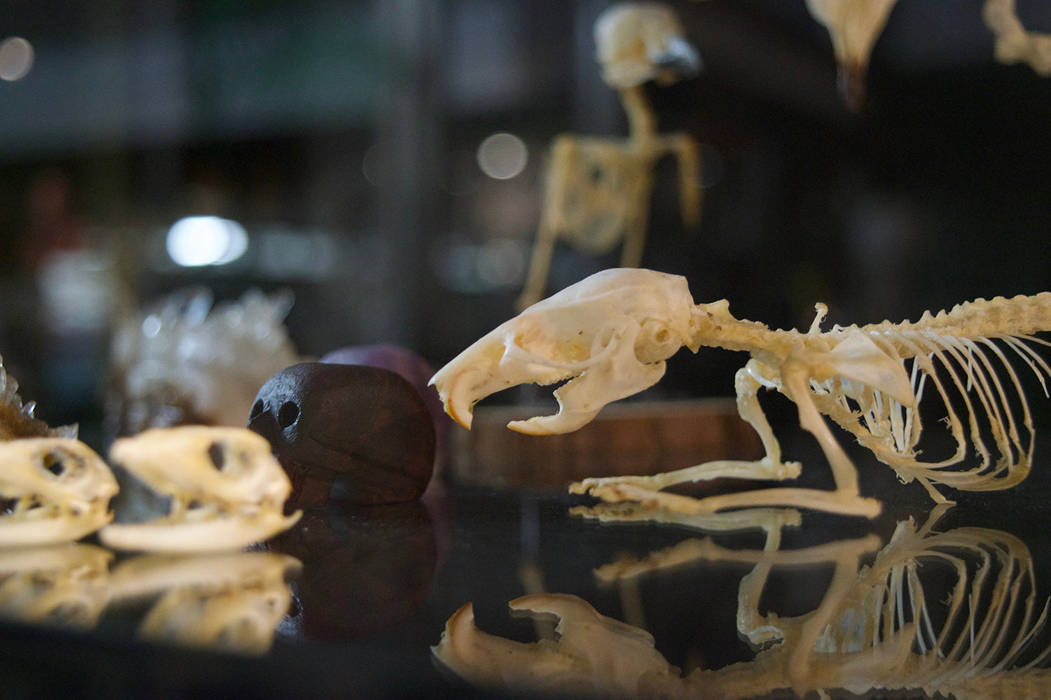 Articulated Skeletons