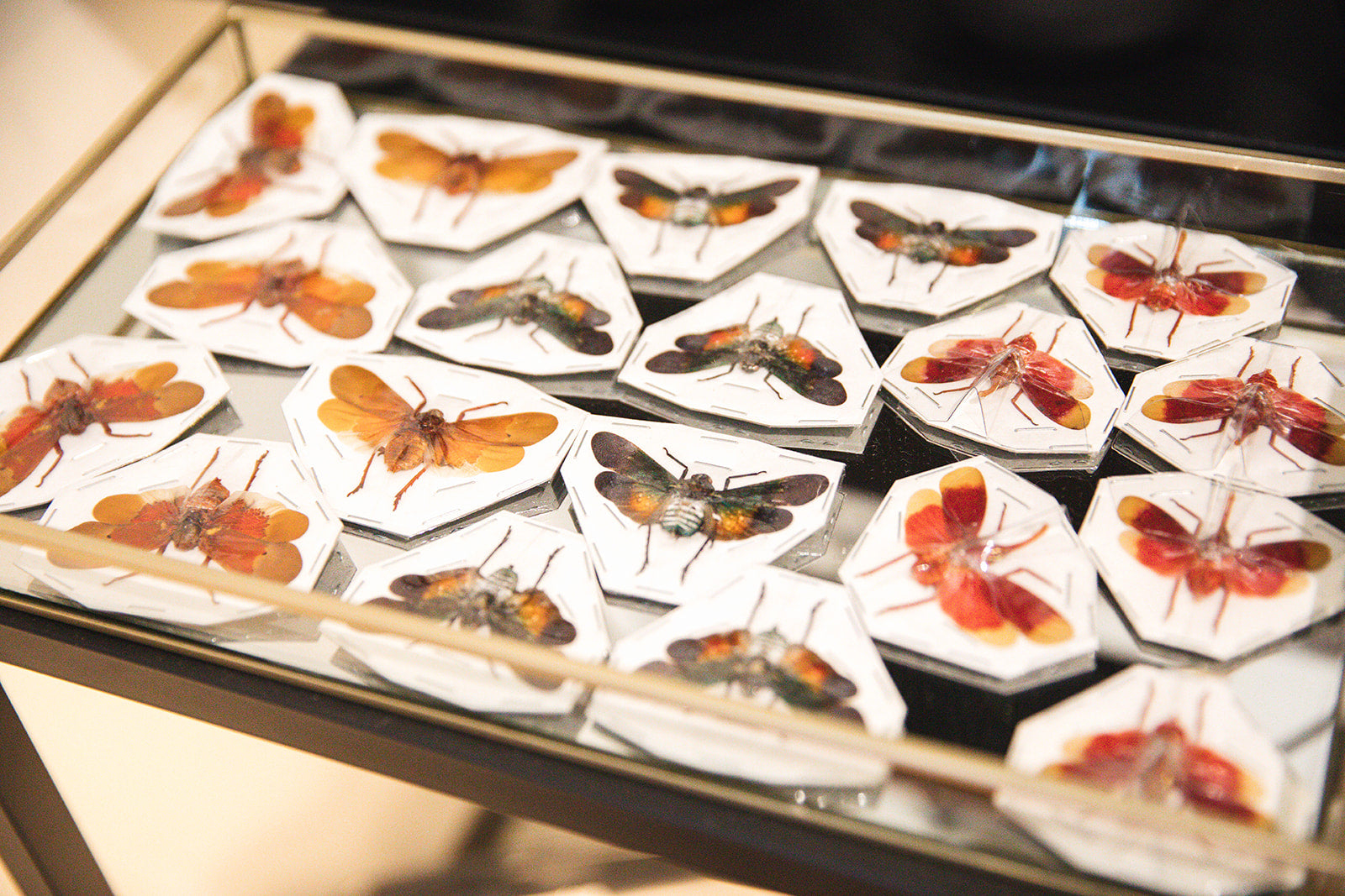 Dehydrated Insect Specimens