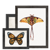 Entomology & Taxidermy Displays