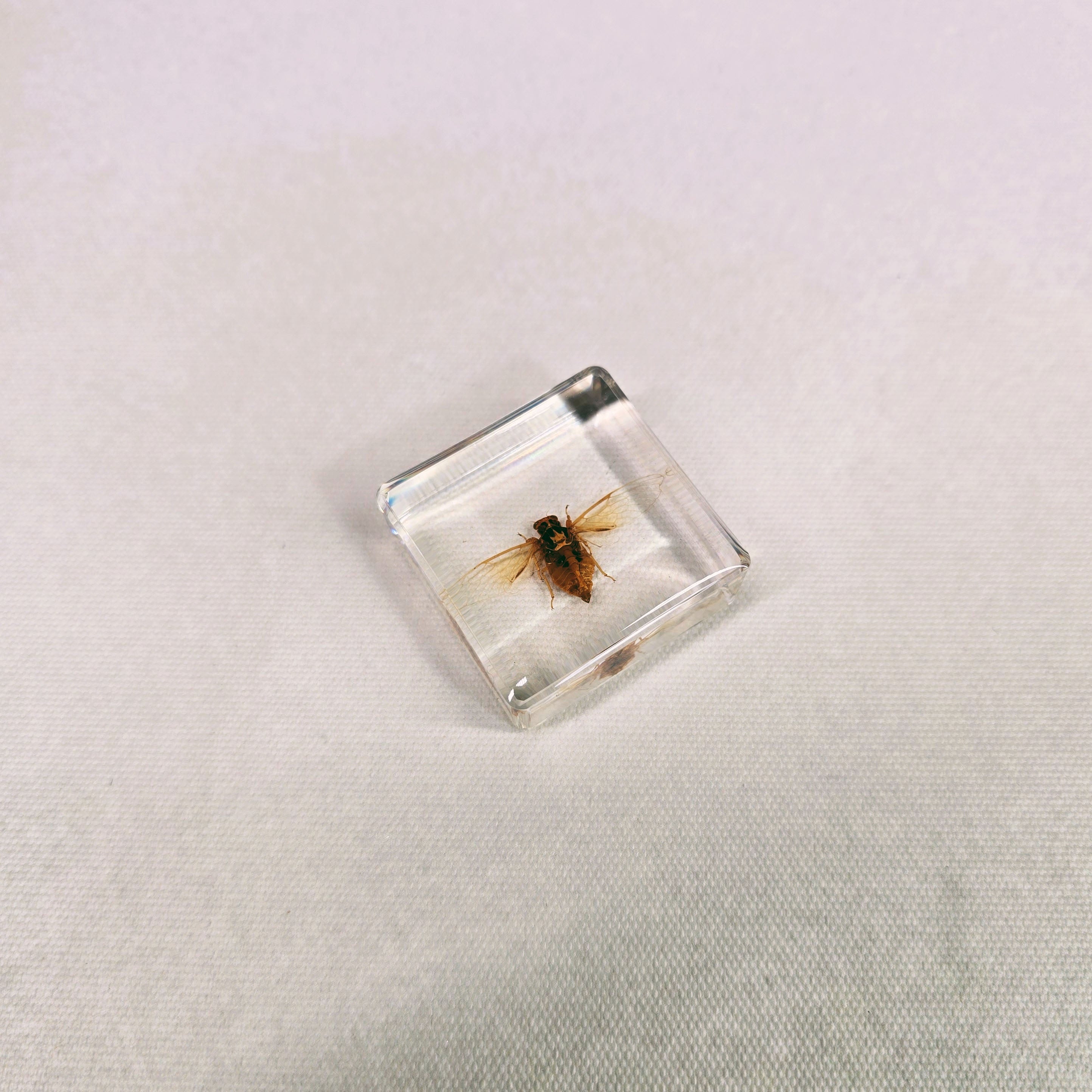 Cicada in 38mm Square Resin Block