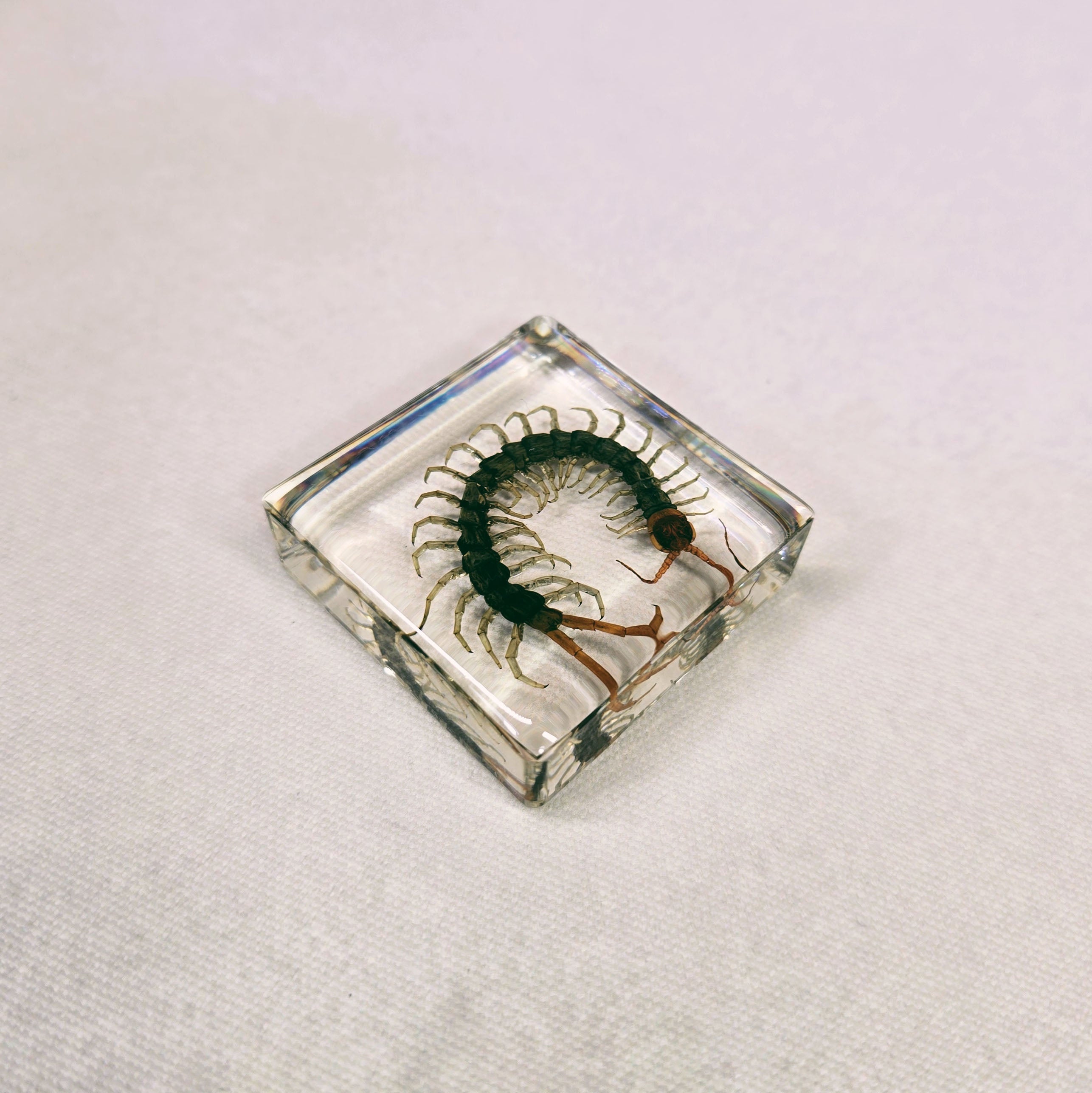 Centipede in 48mm Square Resin Block