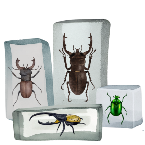 Resin Encased Insect, Animal, Plant & Mineral Specimens