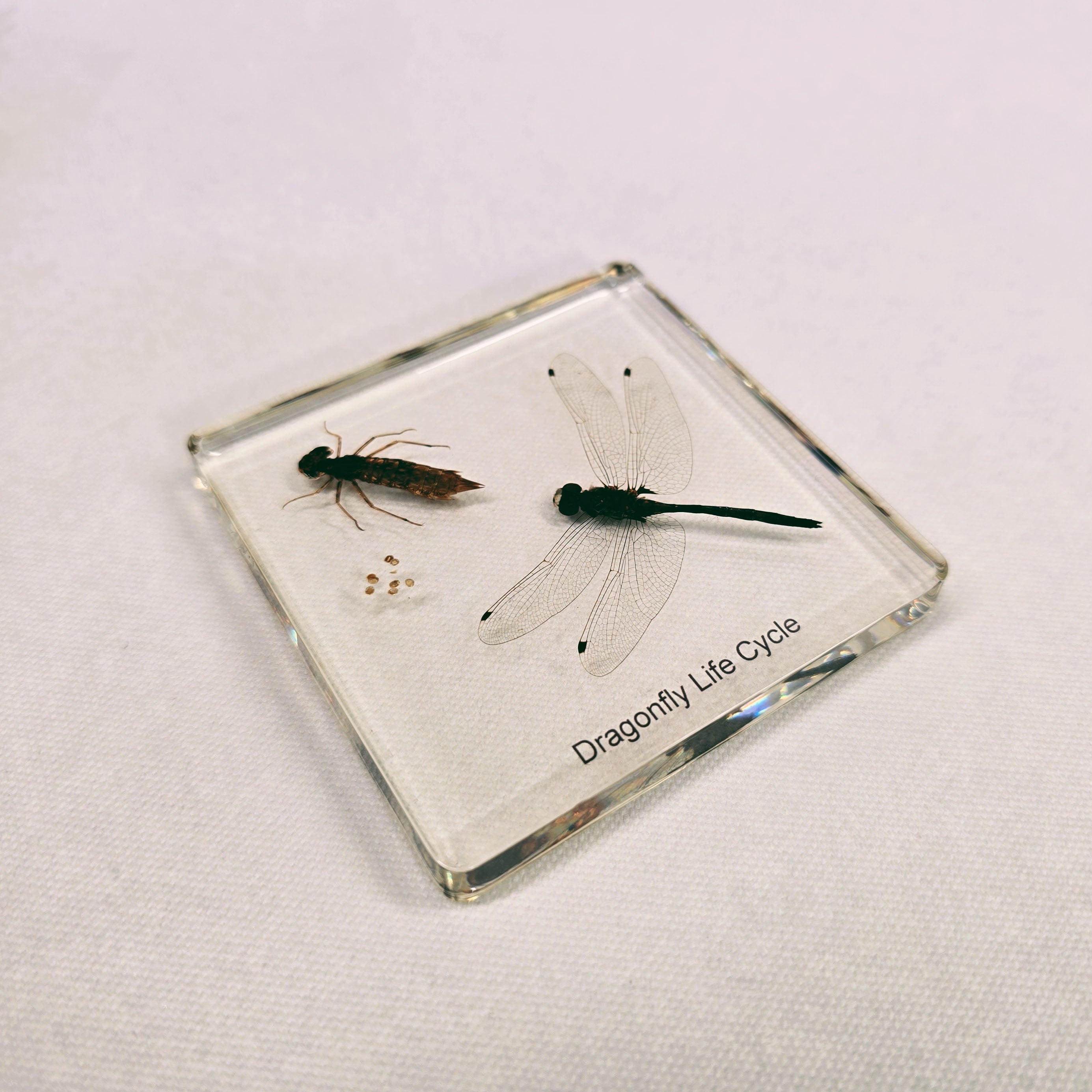 Dragonfly Life Cycle Display in 74mm Square Resin Block
