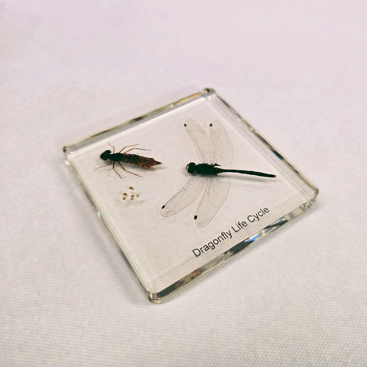 Dragonfly Life Cycle Display in 74mm Square Resin Block