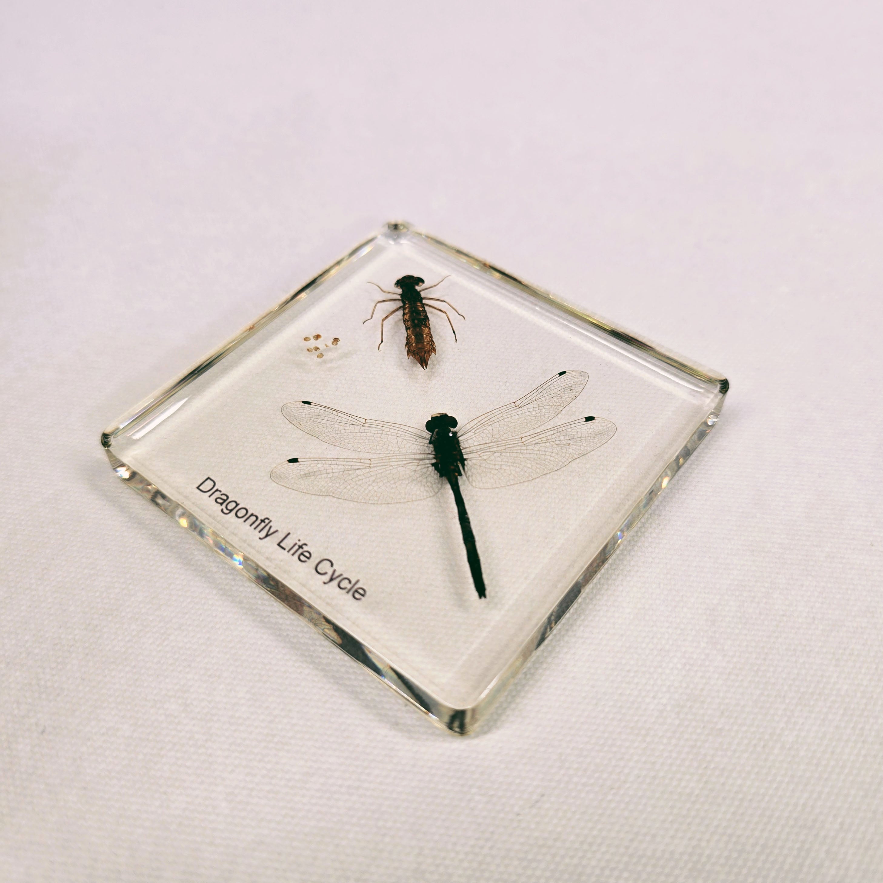 Dragonfly Life Cycle Display in 74mm Square Resin Block
