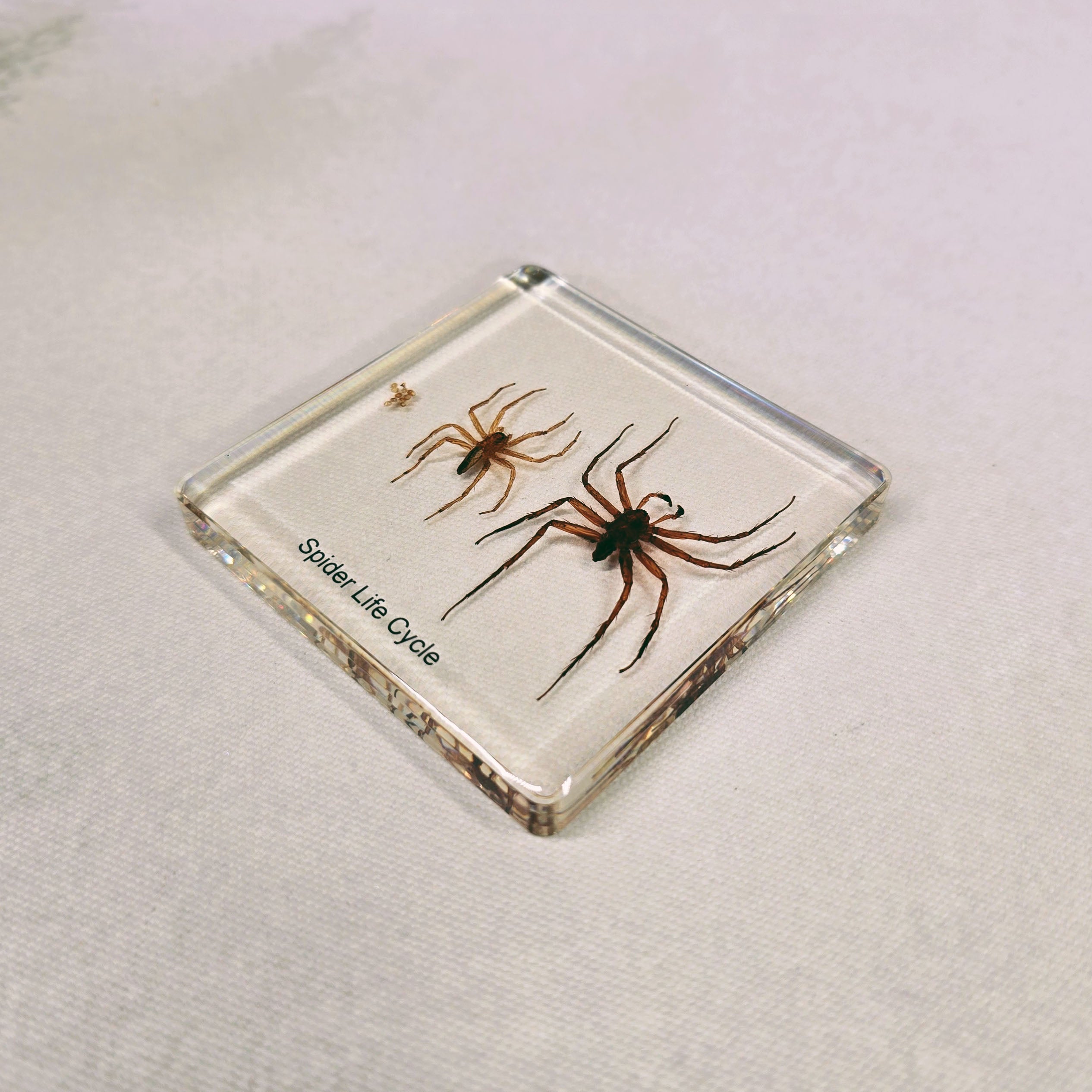 Scorpion, Spider & Creepy Crawly Specimens in Resin