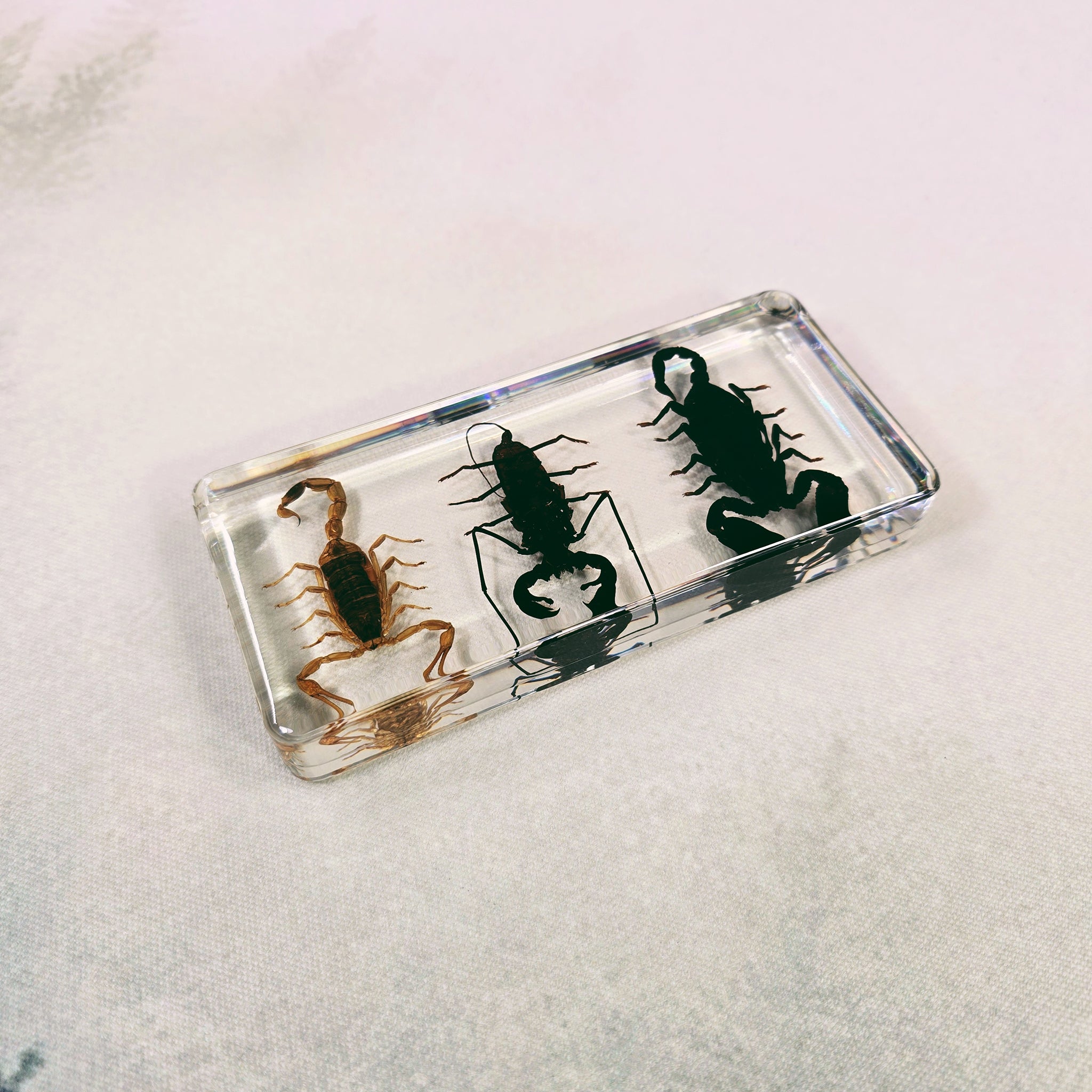 Scorpion, Spider & Creepy Crawly Specimens in Resin