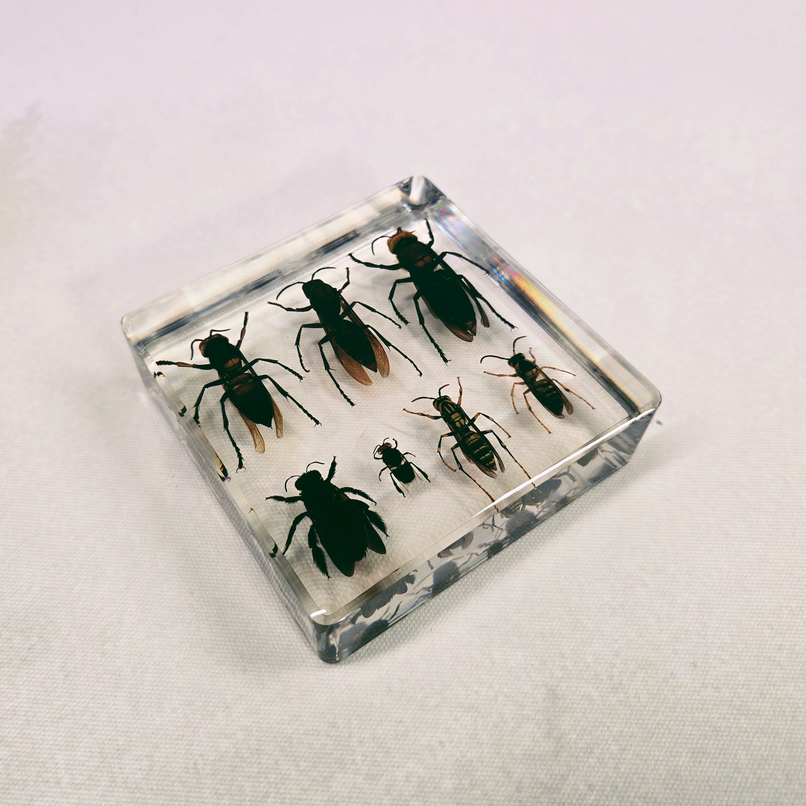 Collection of 7 Bees, Wasps and Hornets in 97mm Square Resin Block