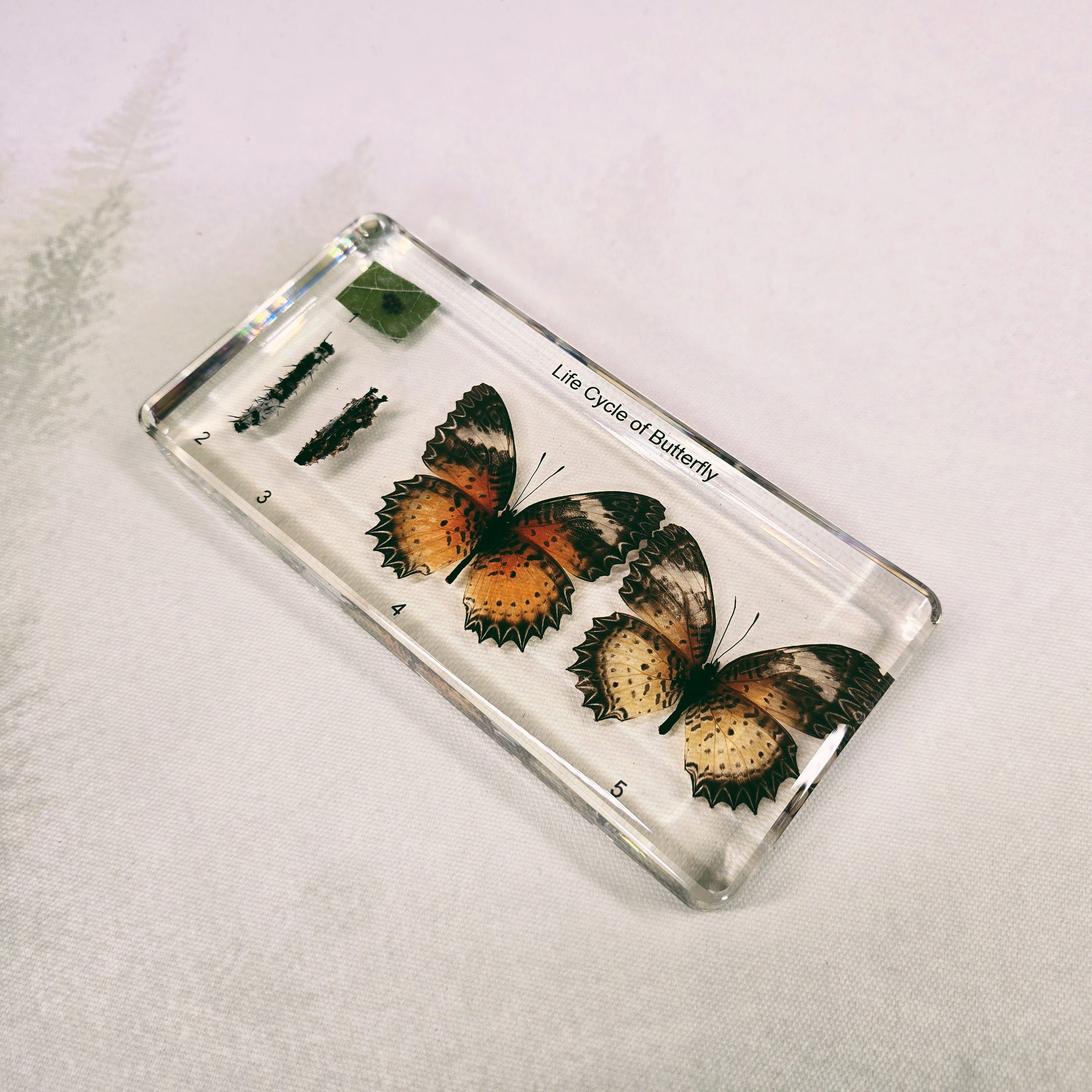 Butterfly Life Cycle Display Embedded in Resin 164mm