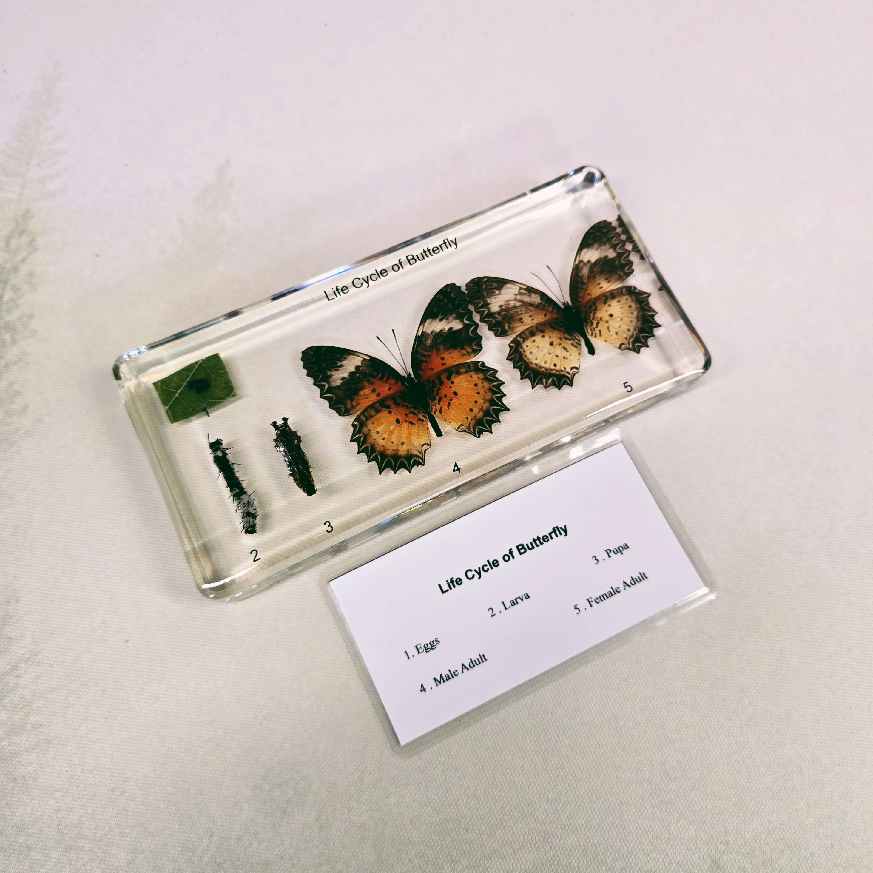 Butterfly Life Cycle Display Embedded in Resin 164mm