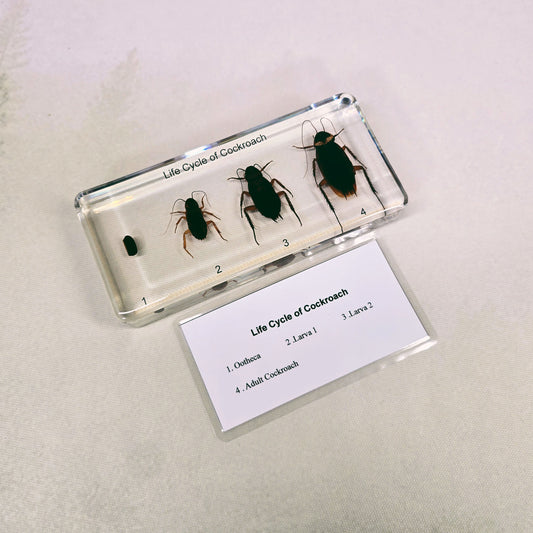 Cockroach Life Cycle Display Embedded in Resin 138mm