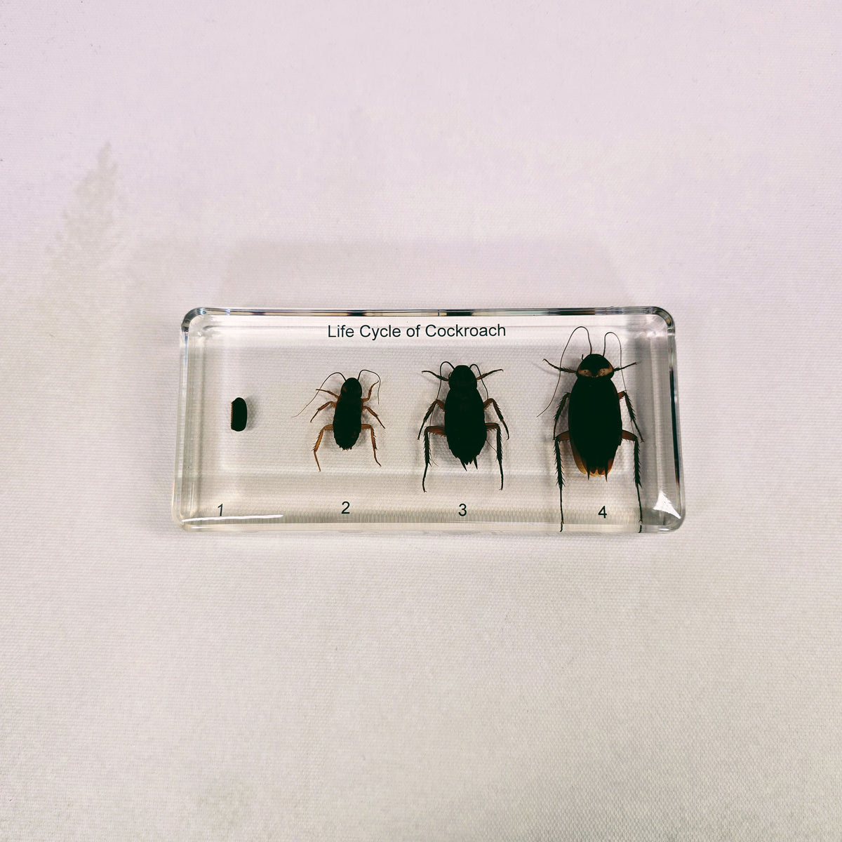 Cockroach Life Cycle Display Embedded in Resin 138mm