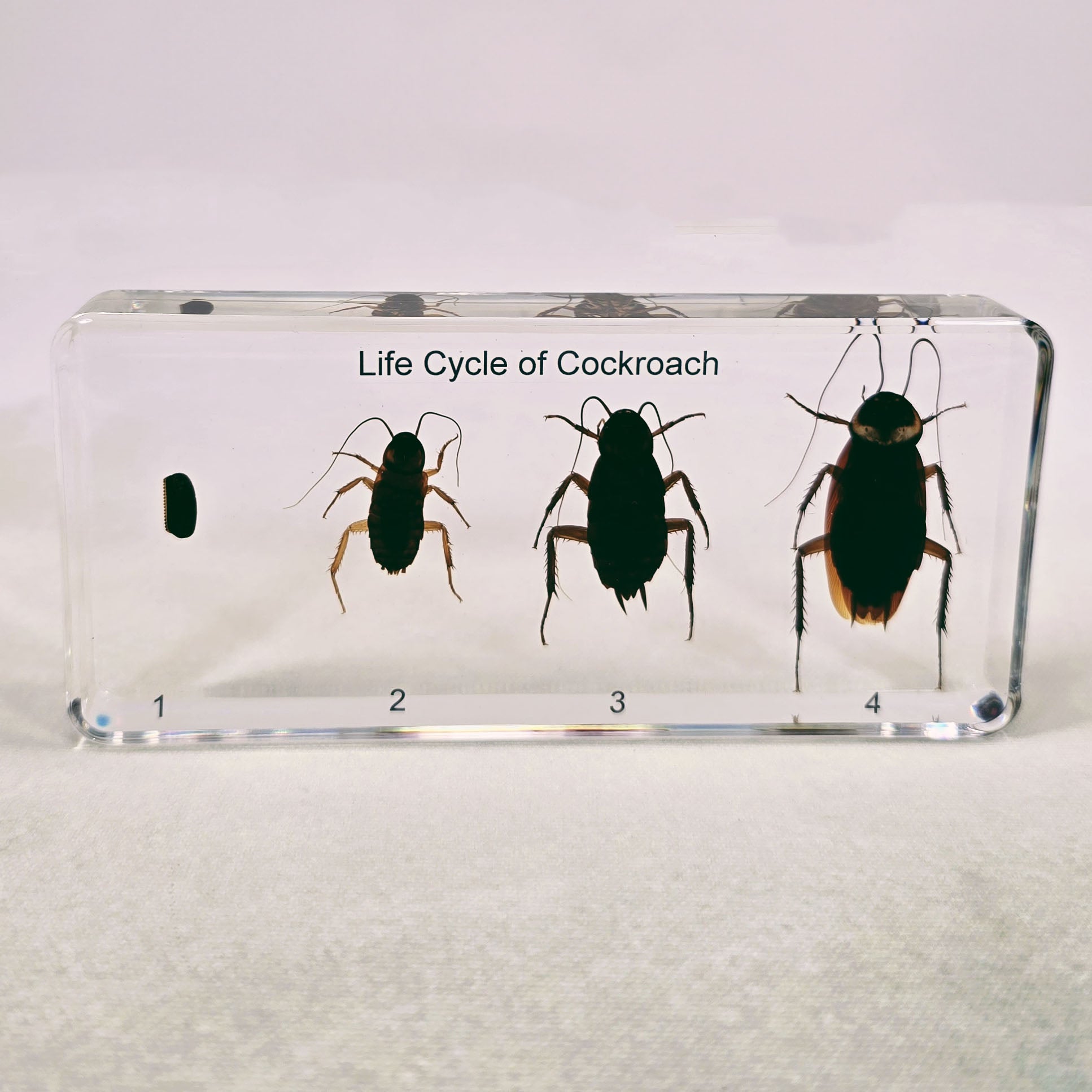 Cockroach Life Cycle Display Embedded in Resin 138mm
