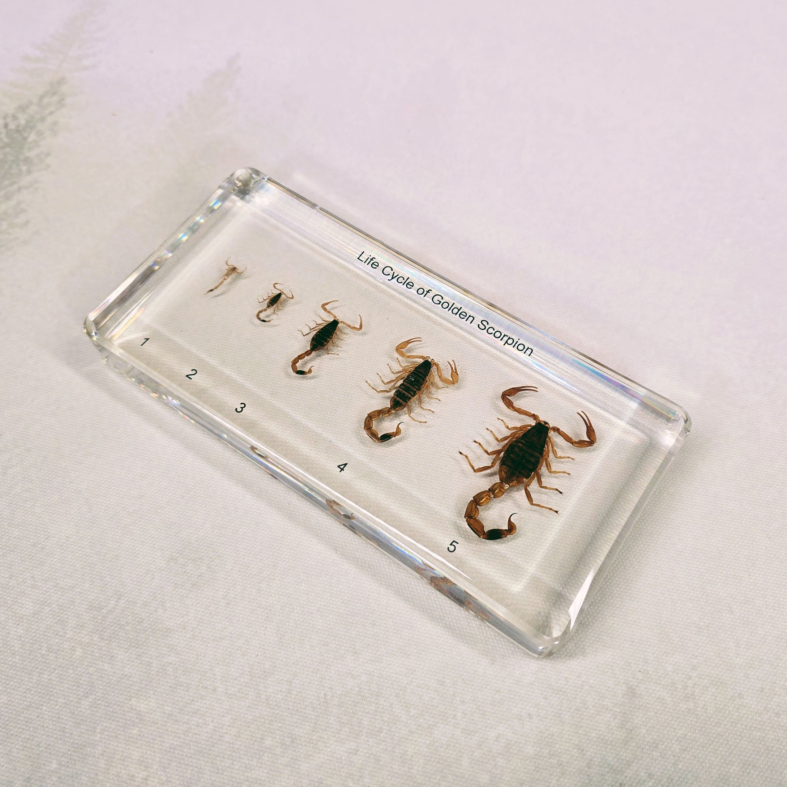Scorpion Life Cycle Display Embedded in Resin 164mm