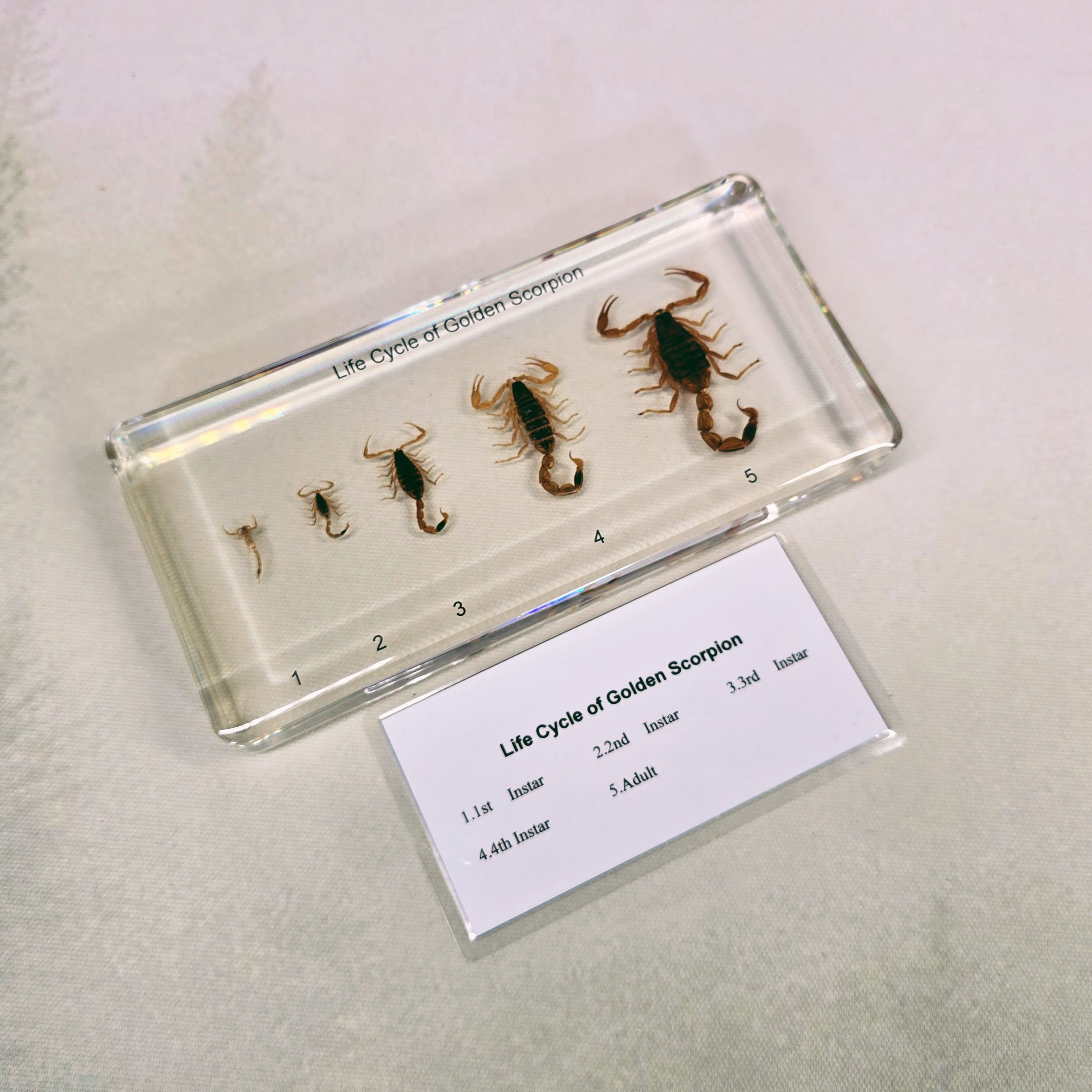 Scorpion, Spider & Creepy Crawly Specimens in Resin