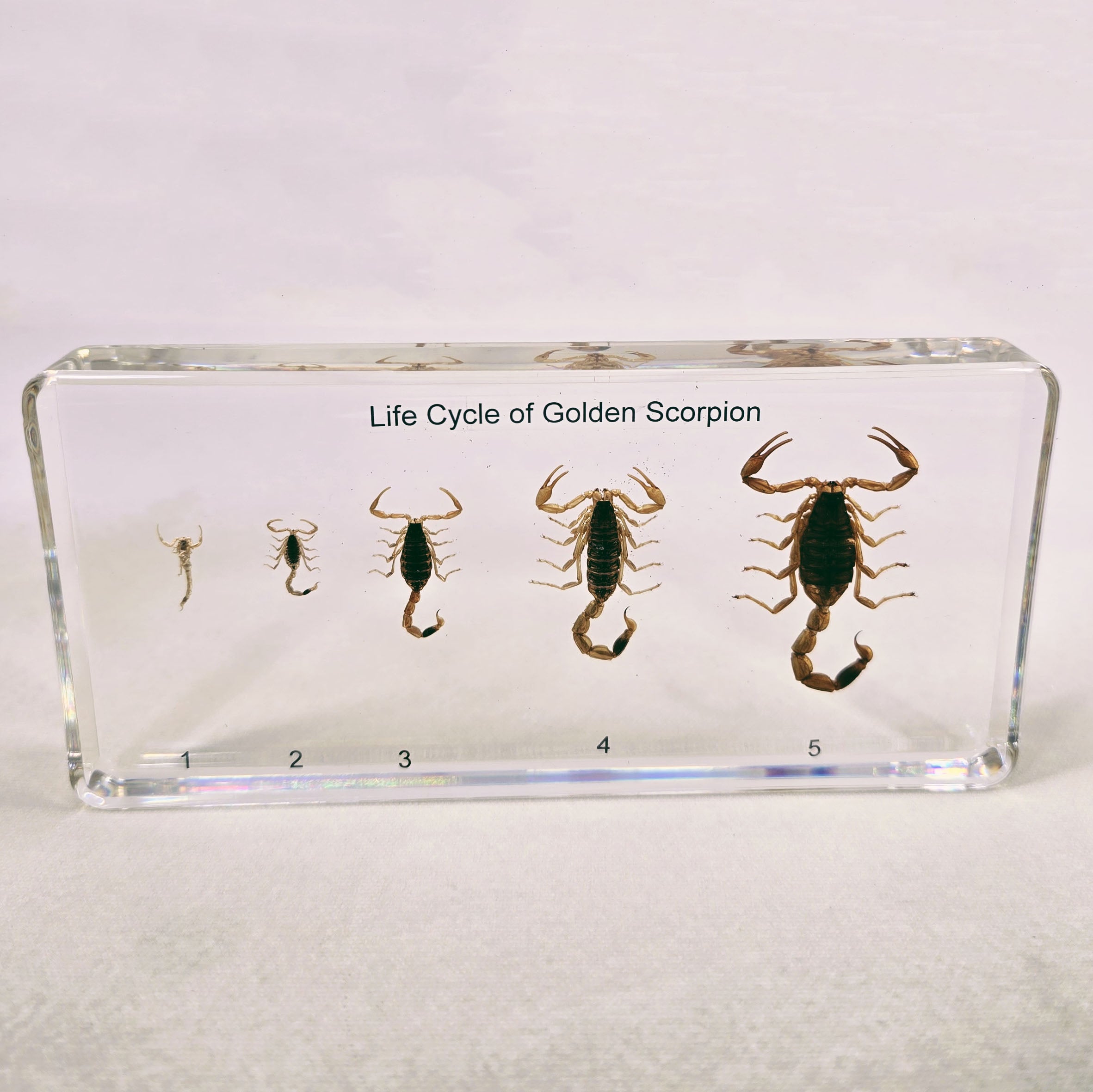 Scorpion Life Cycle Display Embedded in Resin 164mm
