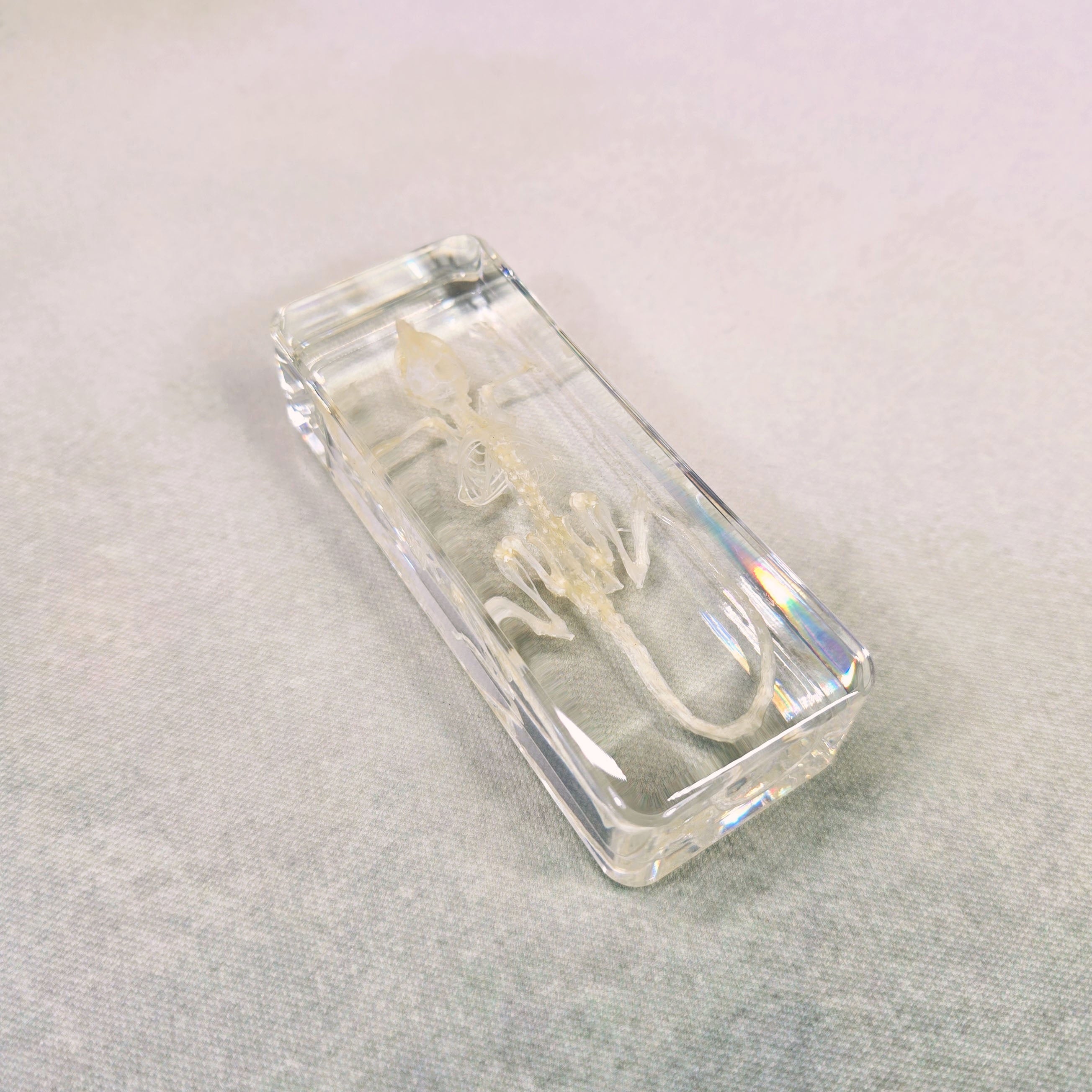 Mouse Skeleton Specimen Embedded in Resin 110mm