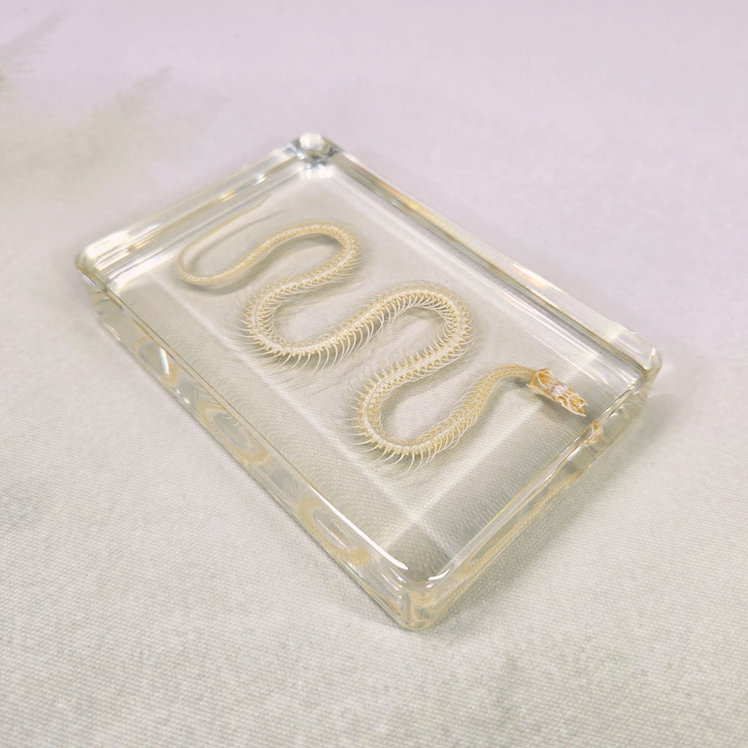 Non-venomous Snake Skeleton Specimen Embedded in Resin 135mm