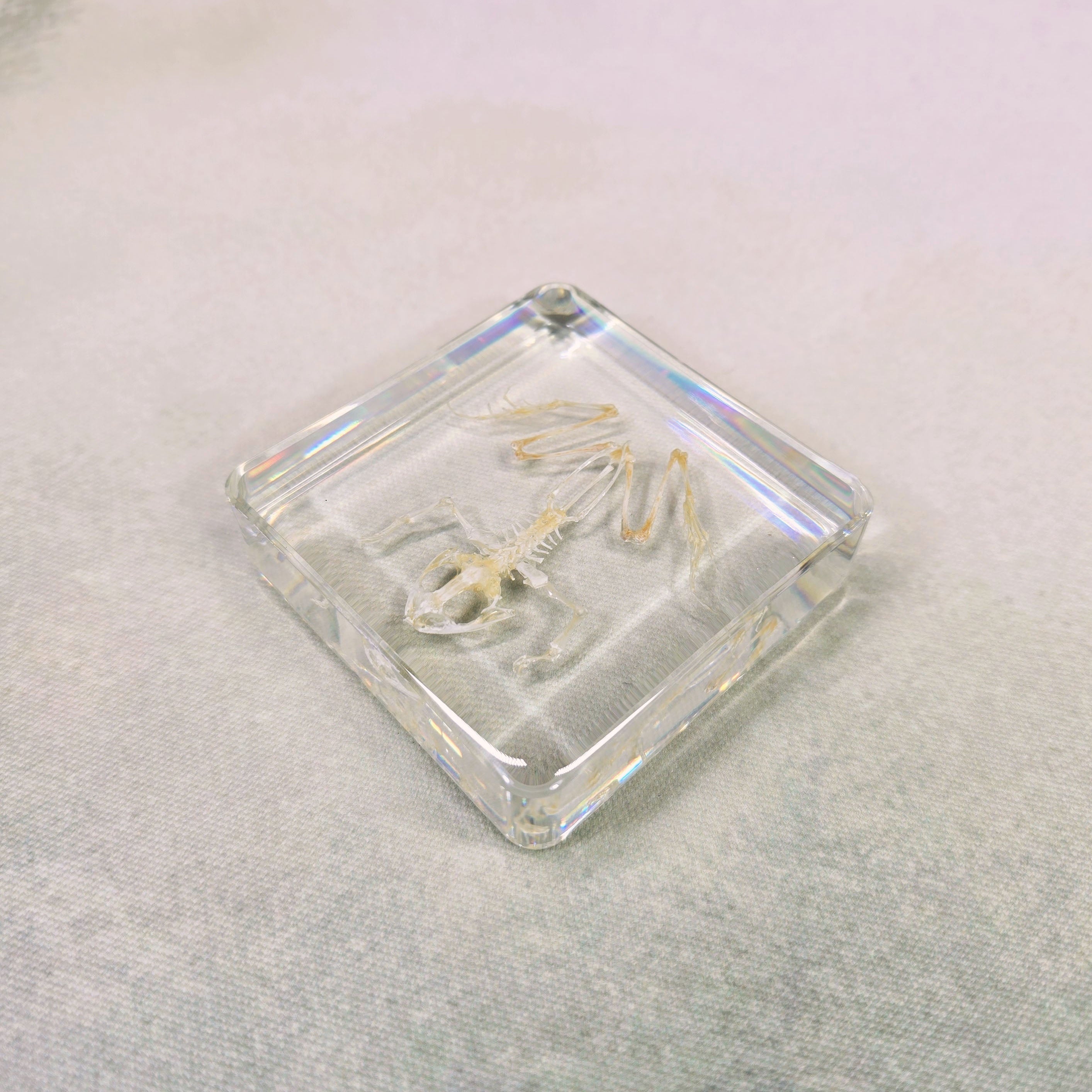 Frog Skeleton Specimen in 75mm Square Resin Block
