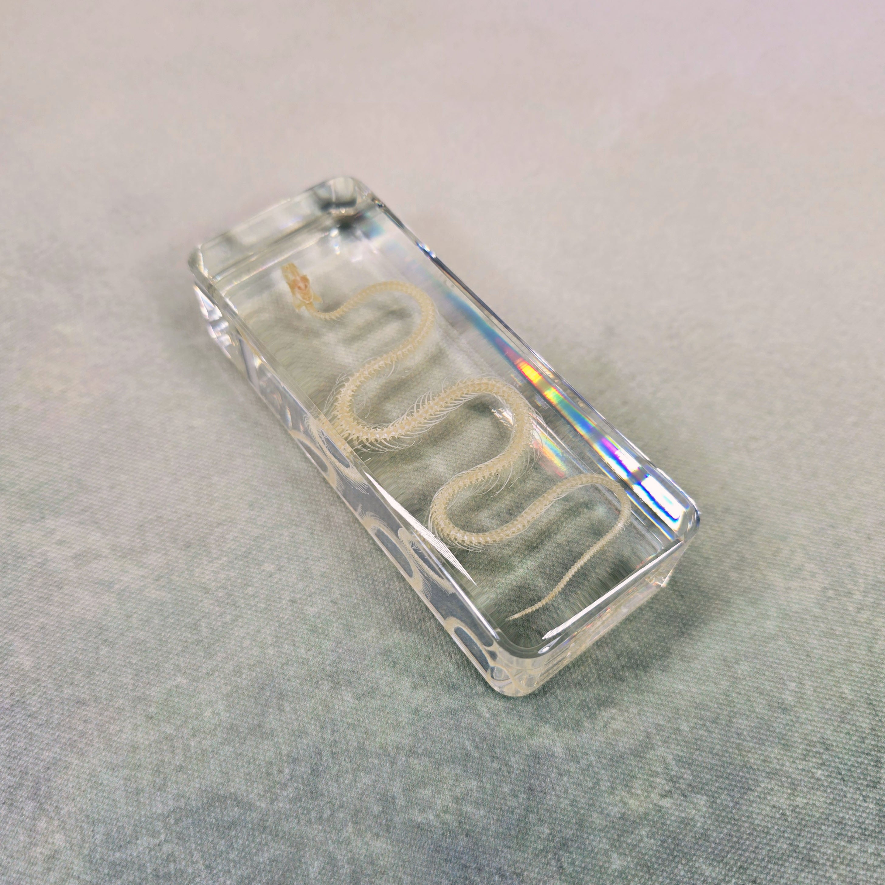 Snake Skeleton Embedded in Resin 110mm