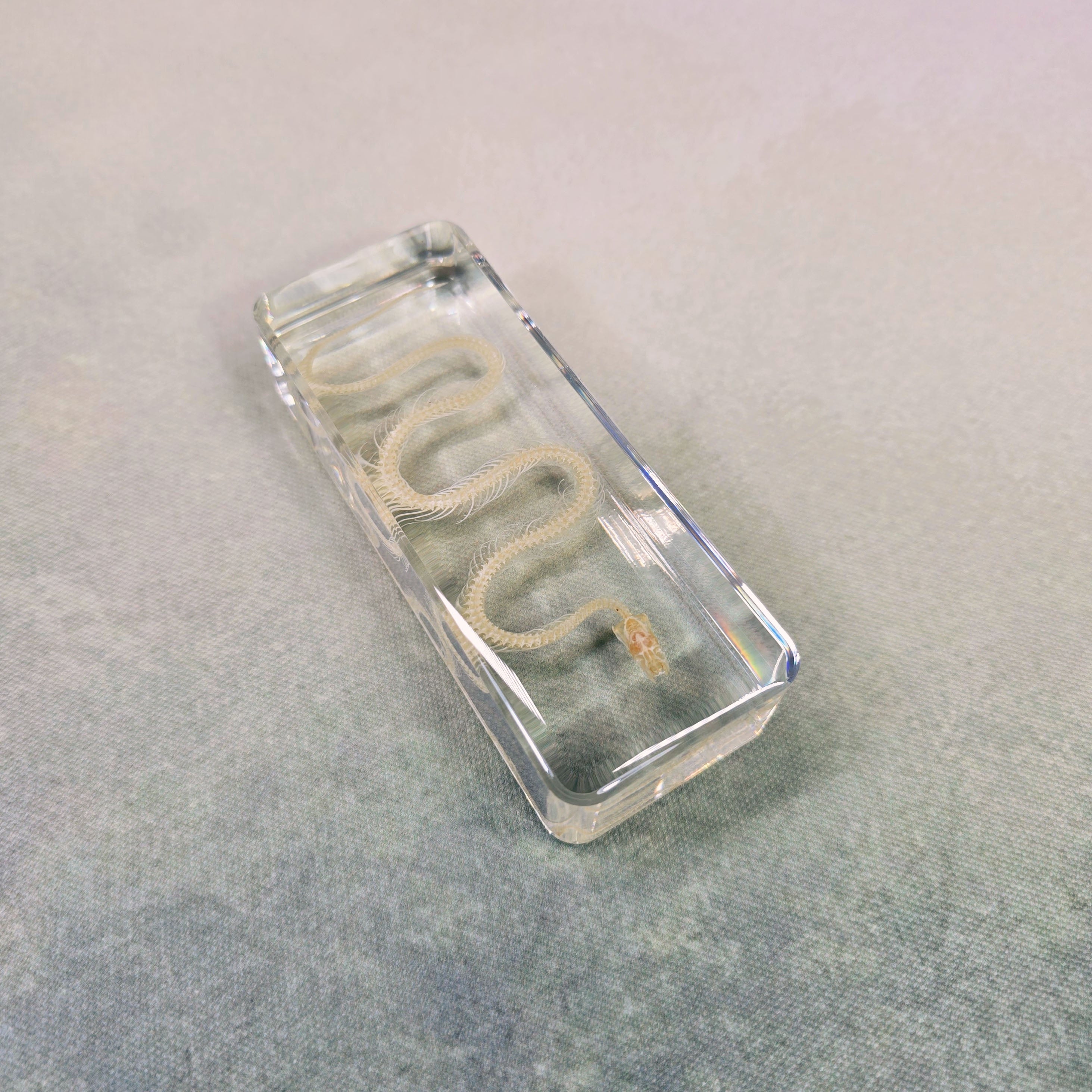 Snake Skeleton Embedded in Resin 110mm
