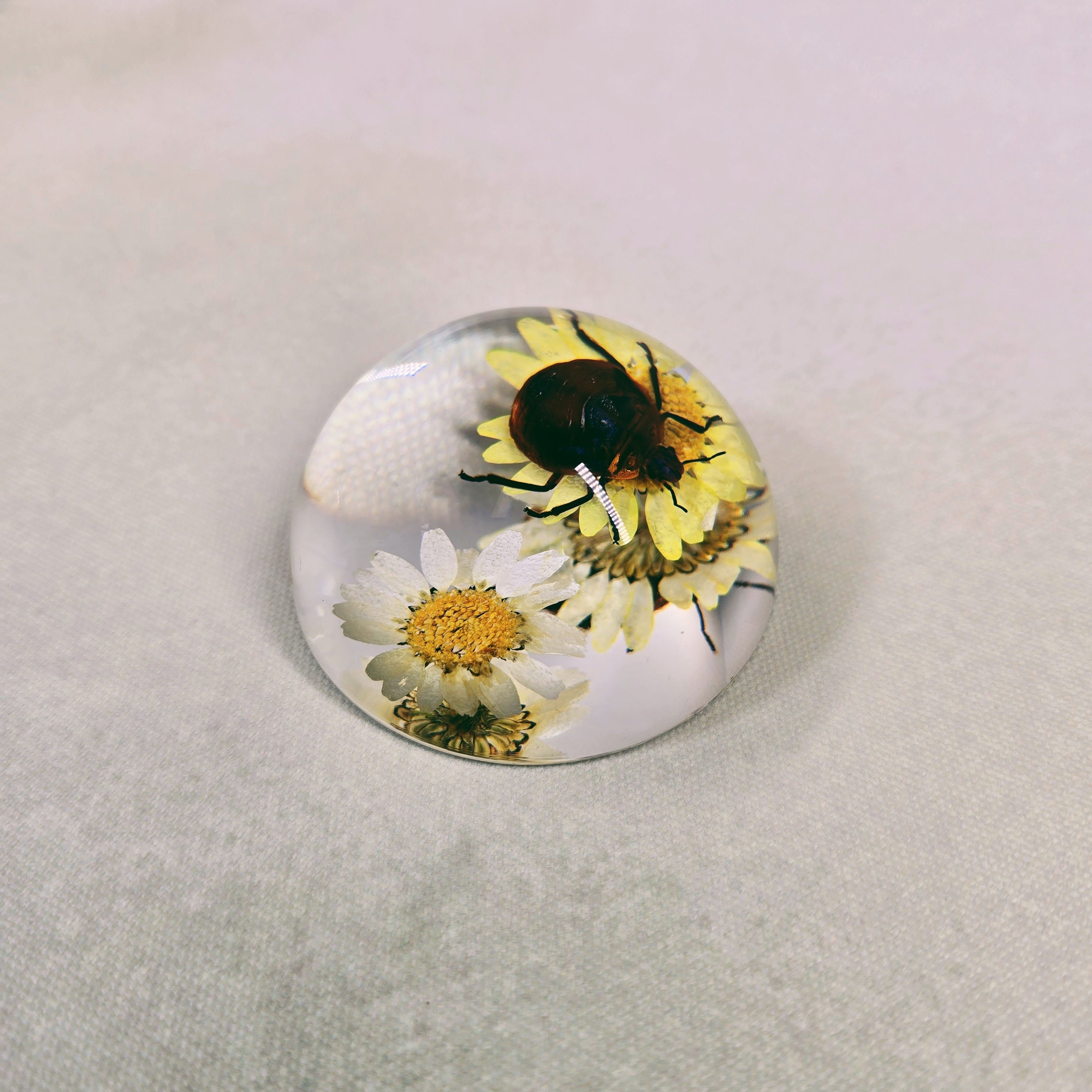 Flower Bug with Daisies in 67mm Resin Dome