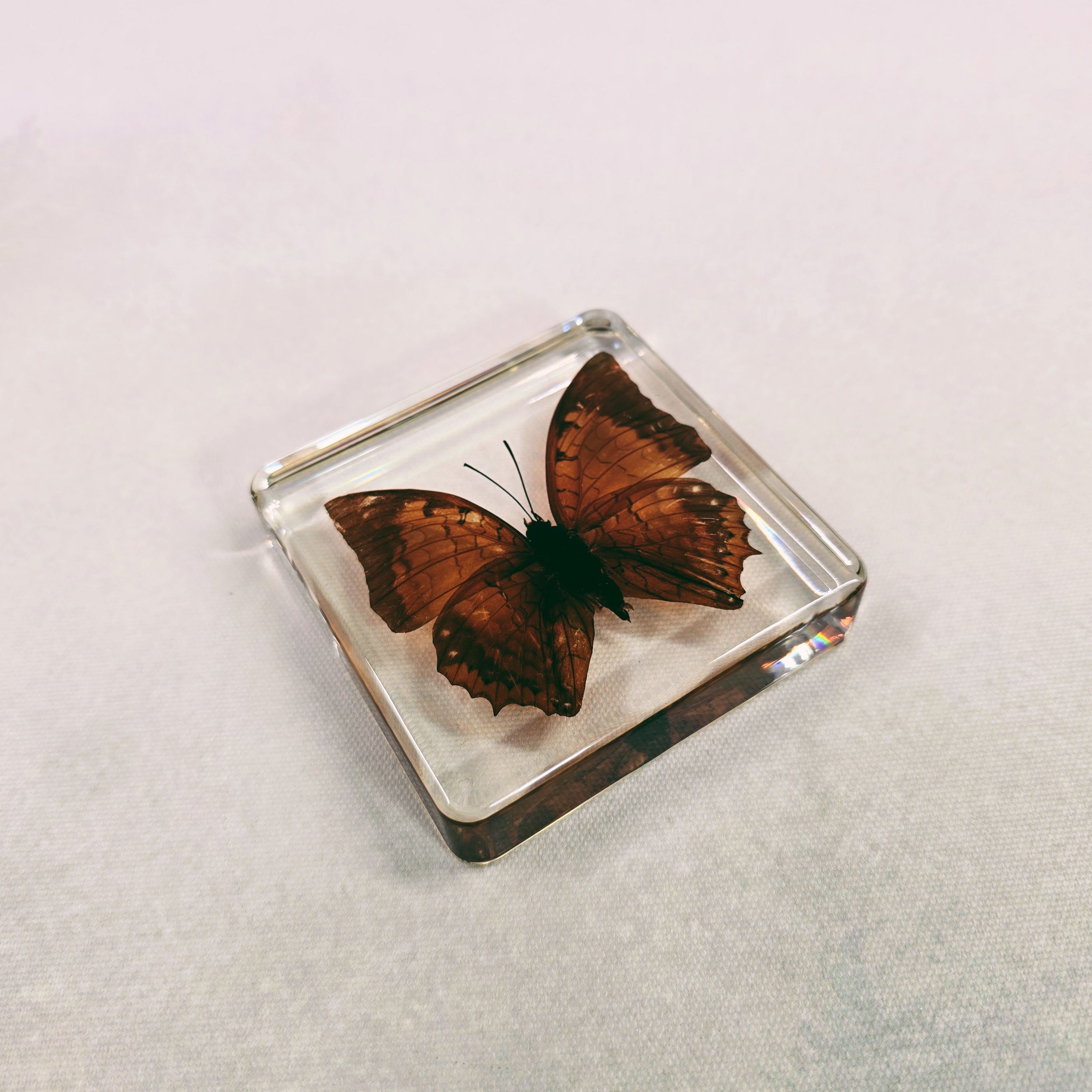 Common Cruiser Butterfly (Vindula Erota) in 82mm Square Resin Block