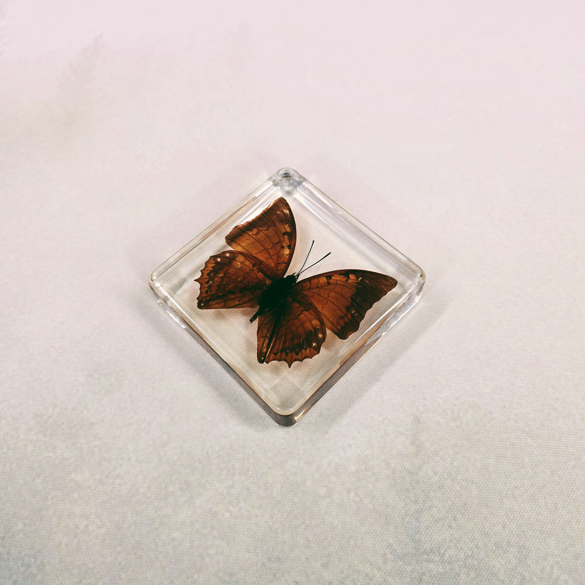 Common Cruiser Butterfly (Vindula Erota) in 82mm Square Resin Block