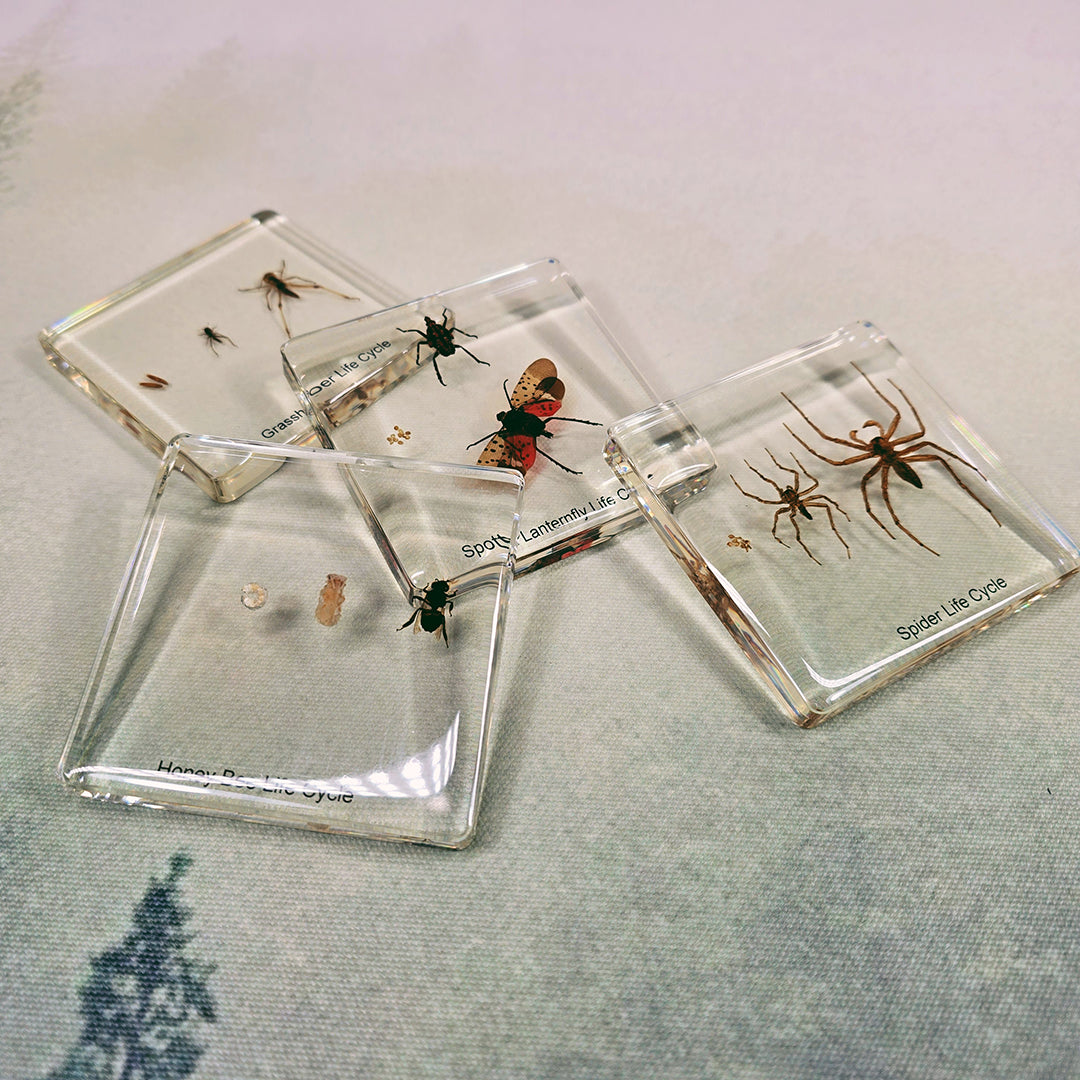 Resin Life Cycle Pack ($140 Value)