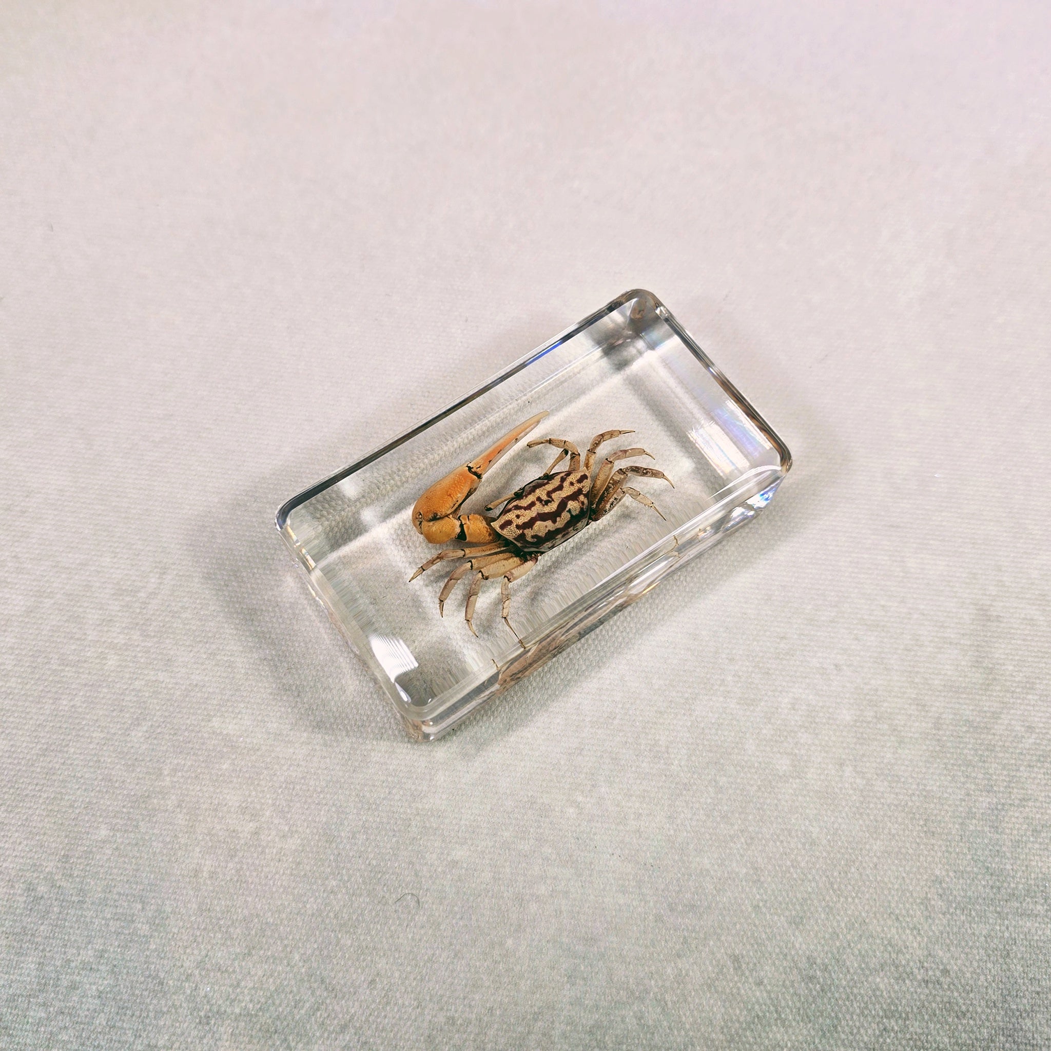 Red Fiddler Crab Embedded in Resin 74mm