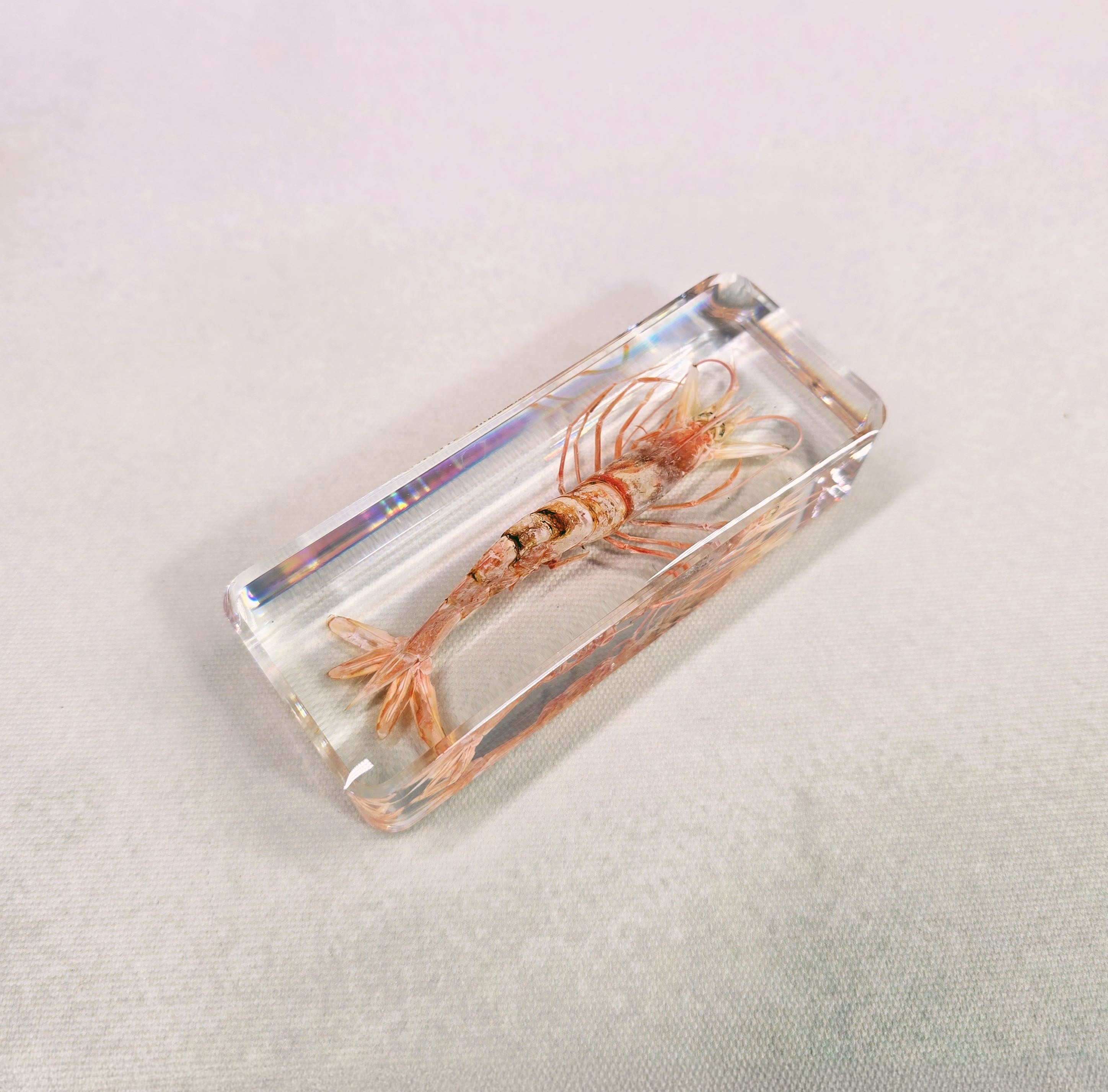 Sea Prawn Embedded in Resin 110mm