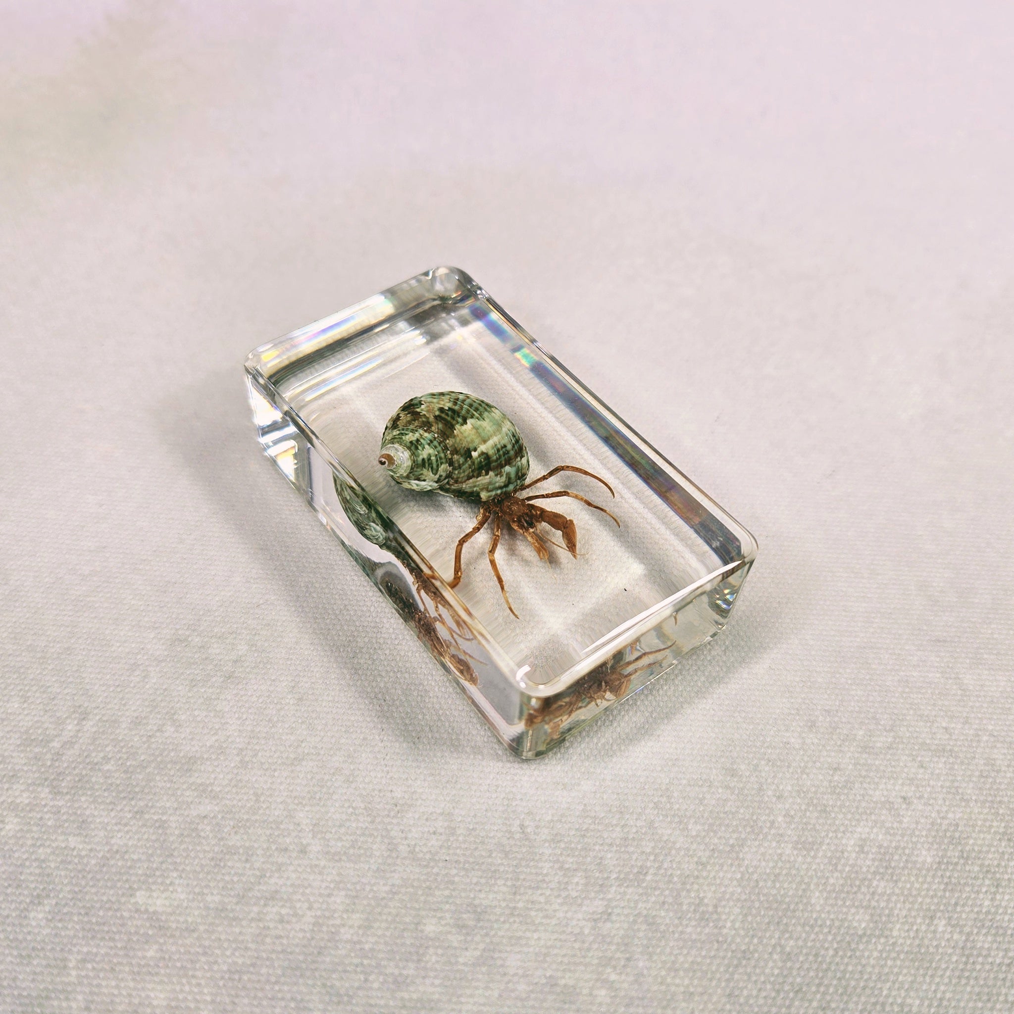 Wrinkled Hermit Crab Embedded in Resin 74mm