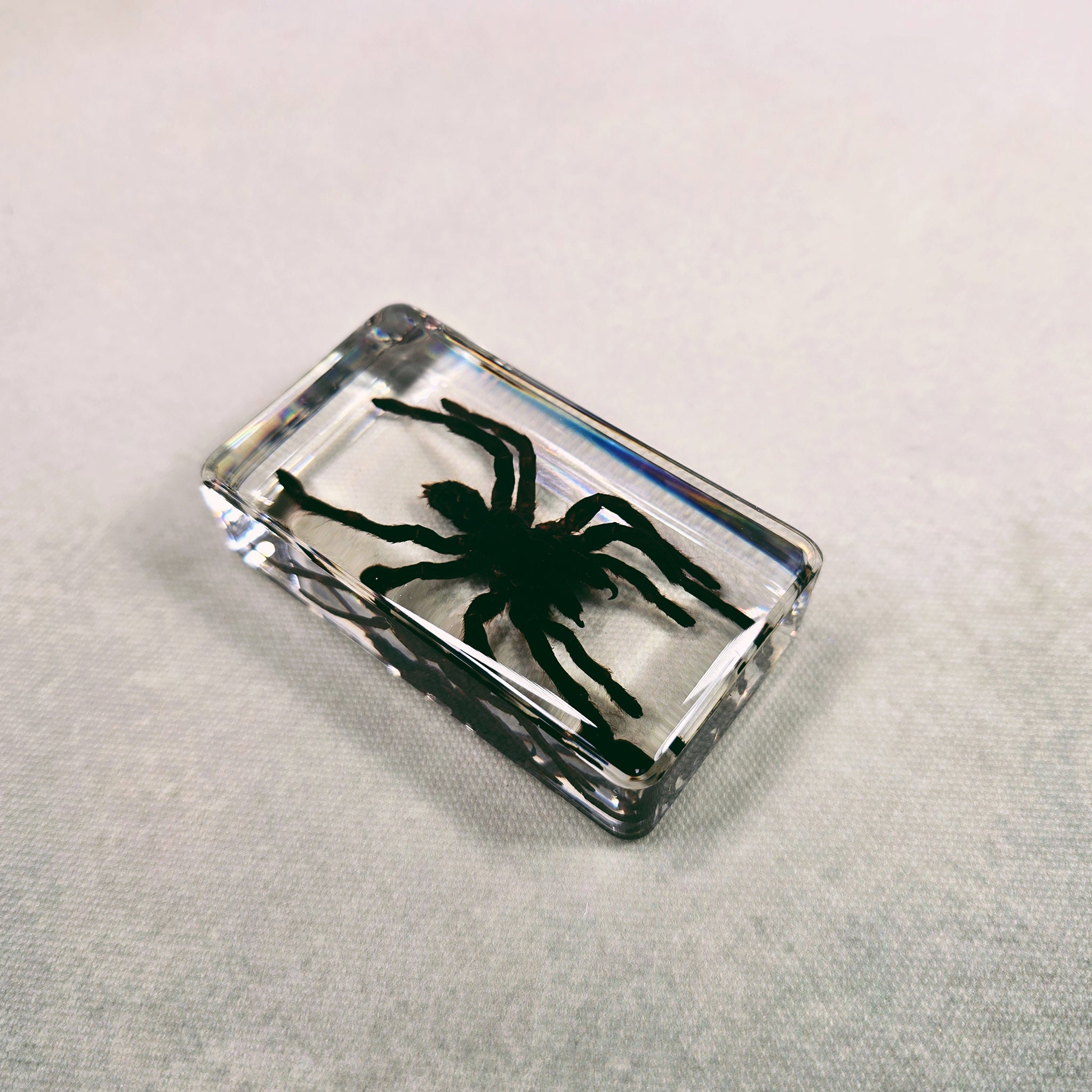 Tarantula Embedded in Resin 74mm