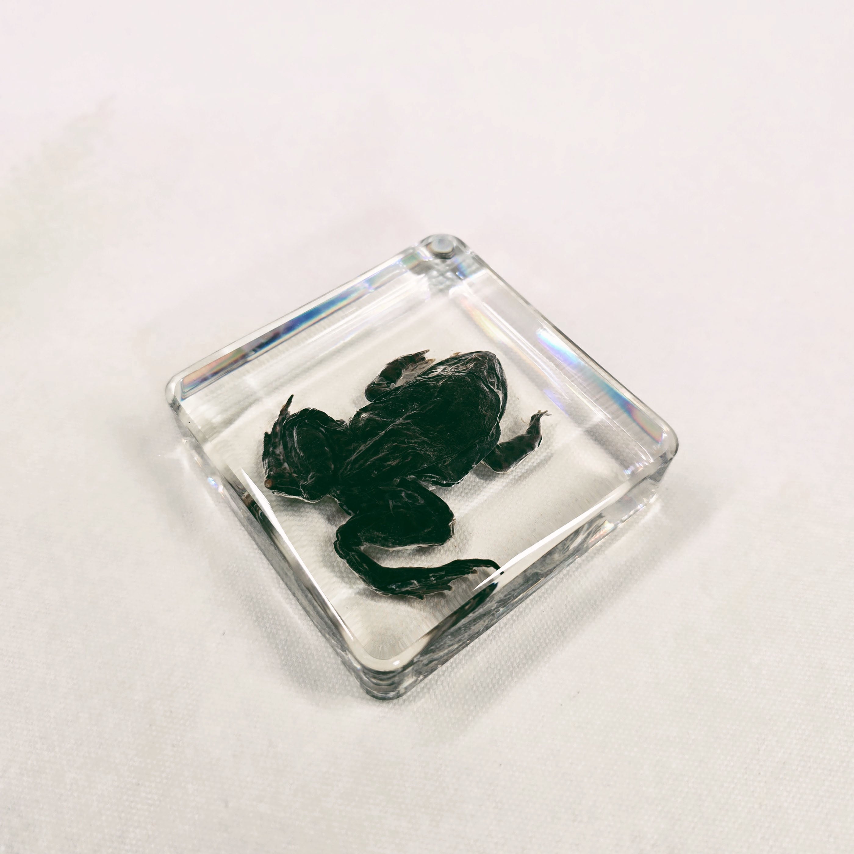Frog in 75mm Square Resin Block