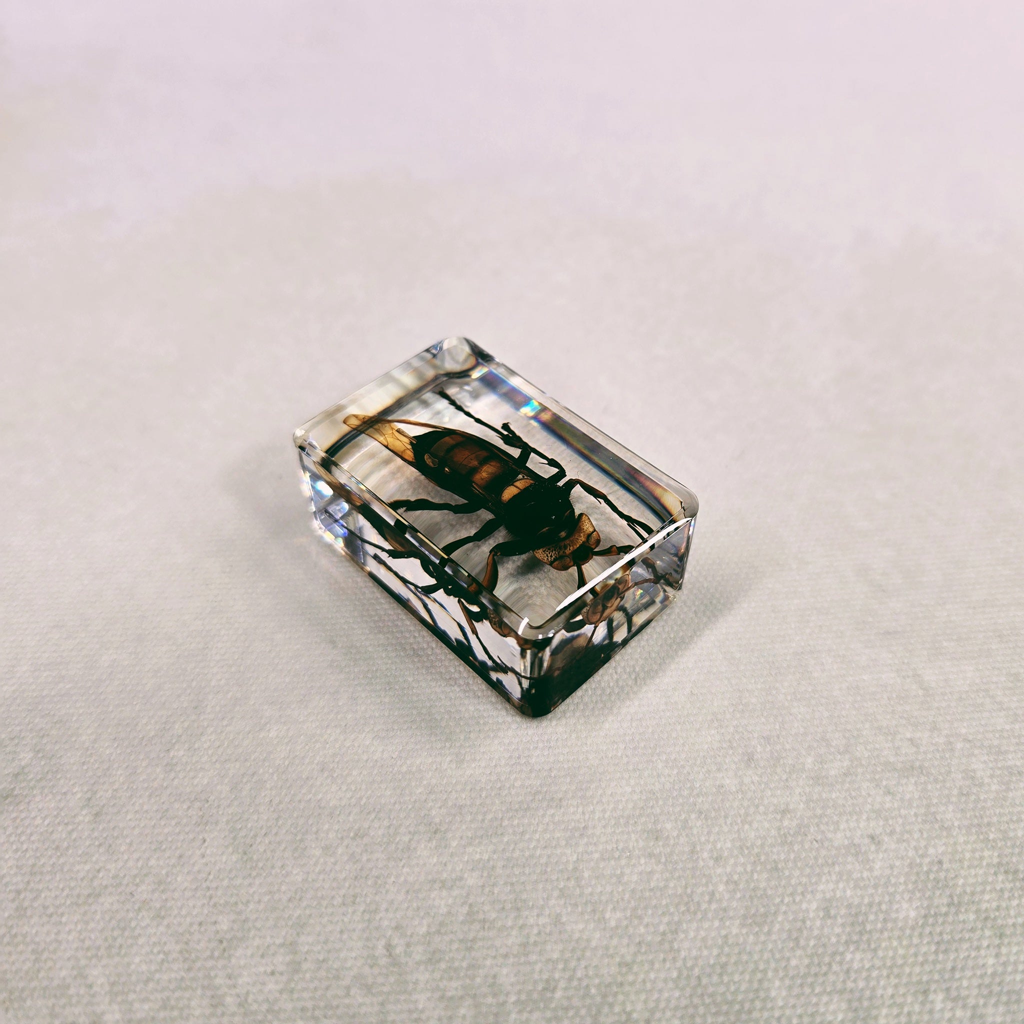 Wasp Embedded in Resin 44mm