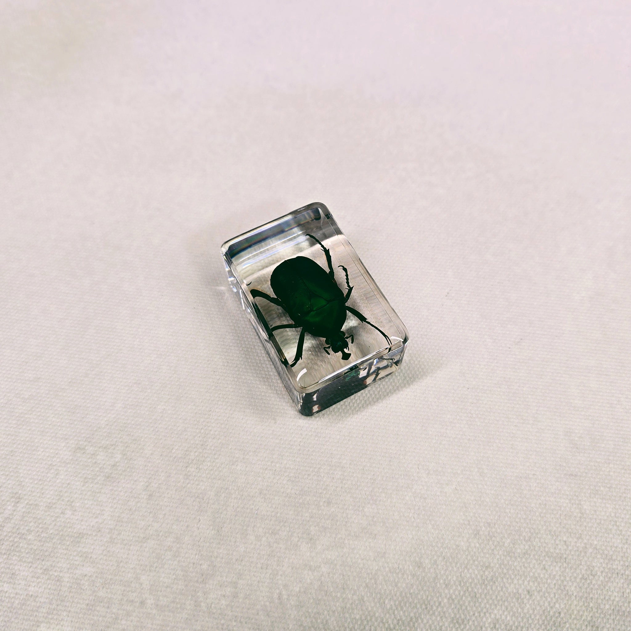 Scarab Beetle Embedded in Resin 44mm