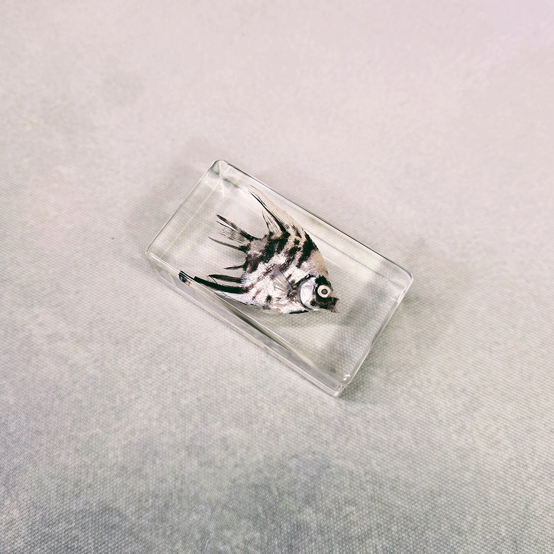 Angelfish Specimen Embedded in Resin 74mm