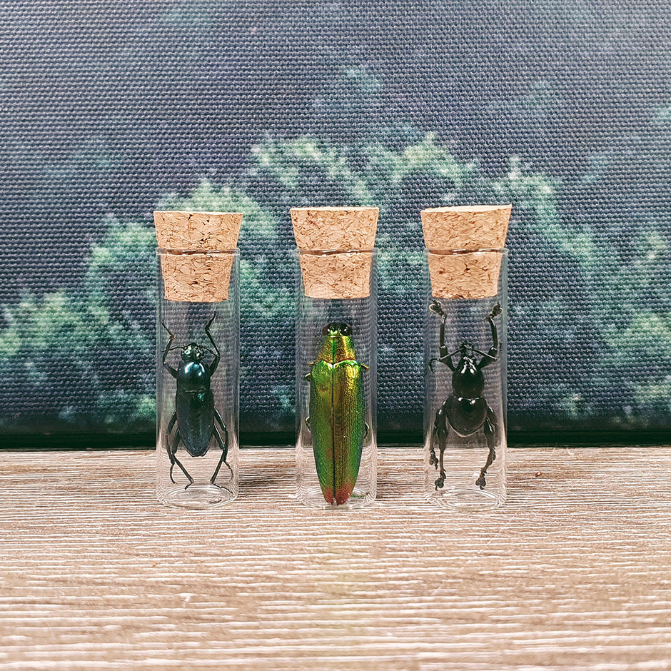 Entomology & Taxidermy Displays