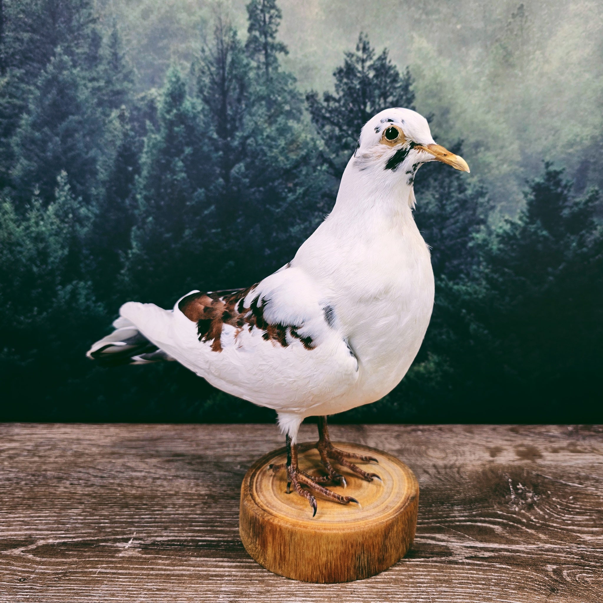 Odd Mountain Oddities: Curios, Antiques, Taxidermy, Oddities and More