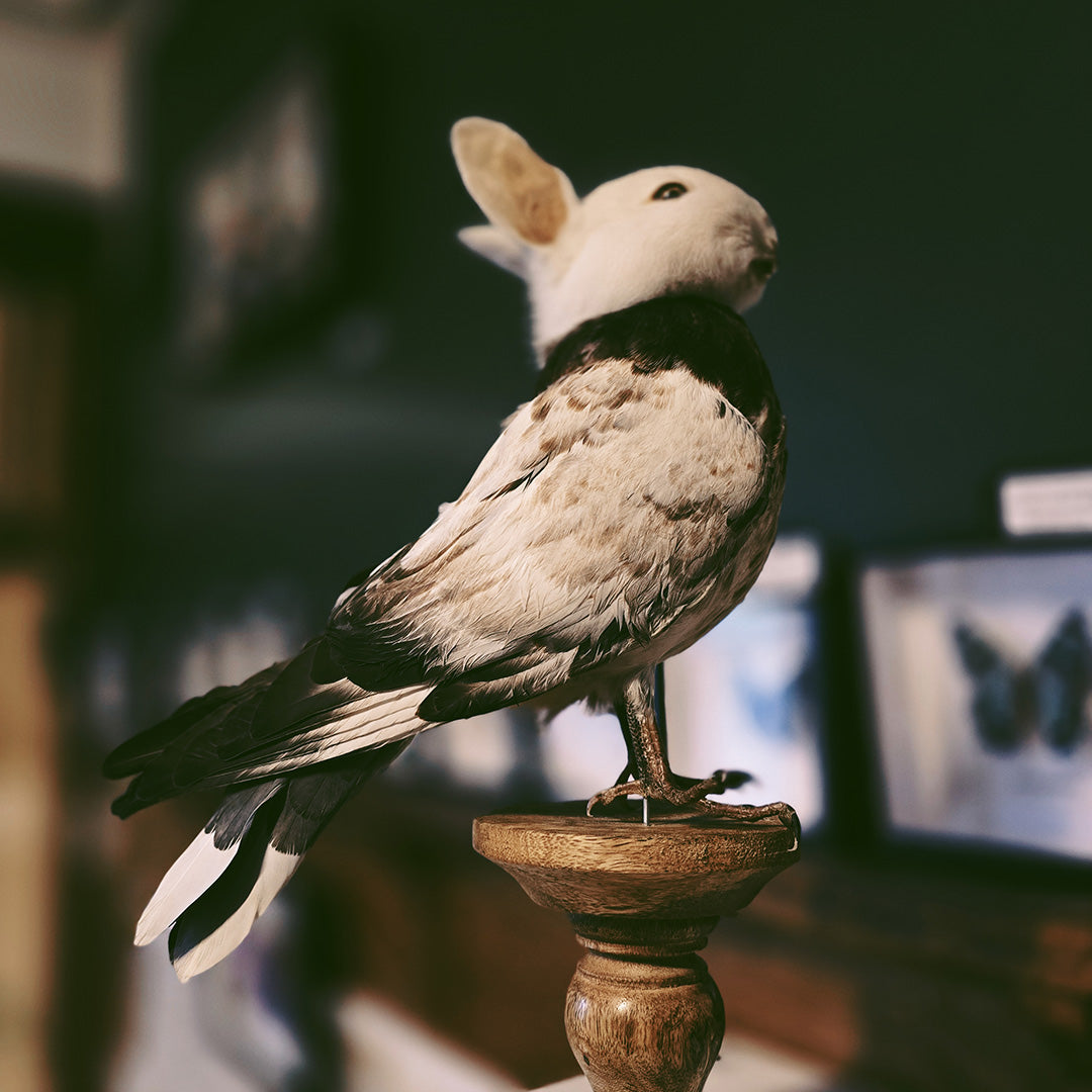 Entomology & Taxidermy Displays