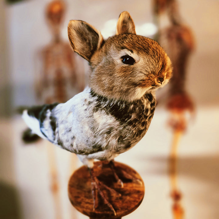 Entomology & Taxidermy Displays