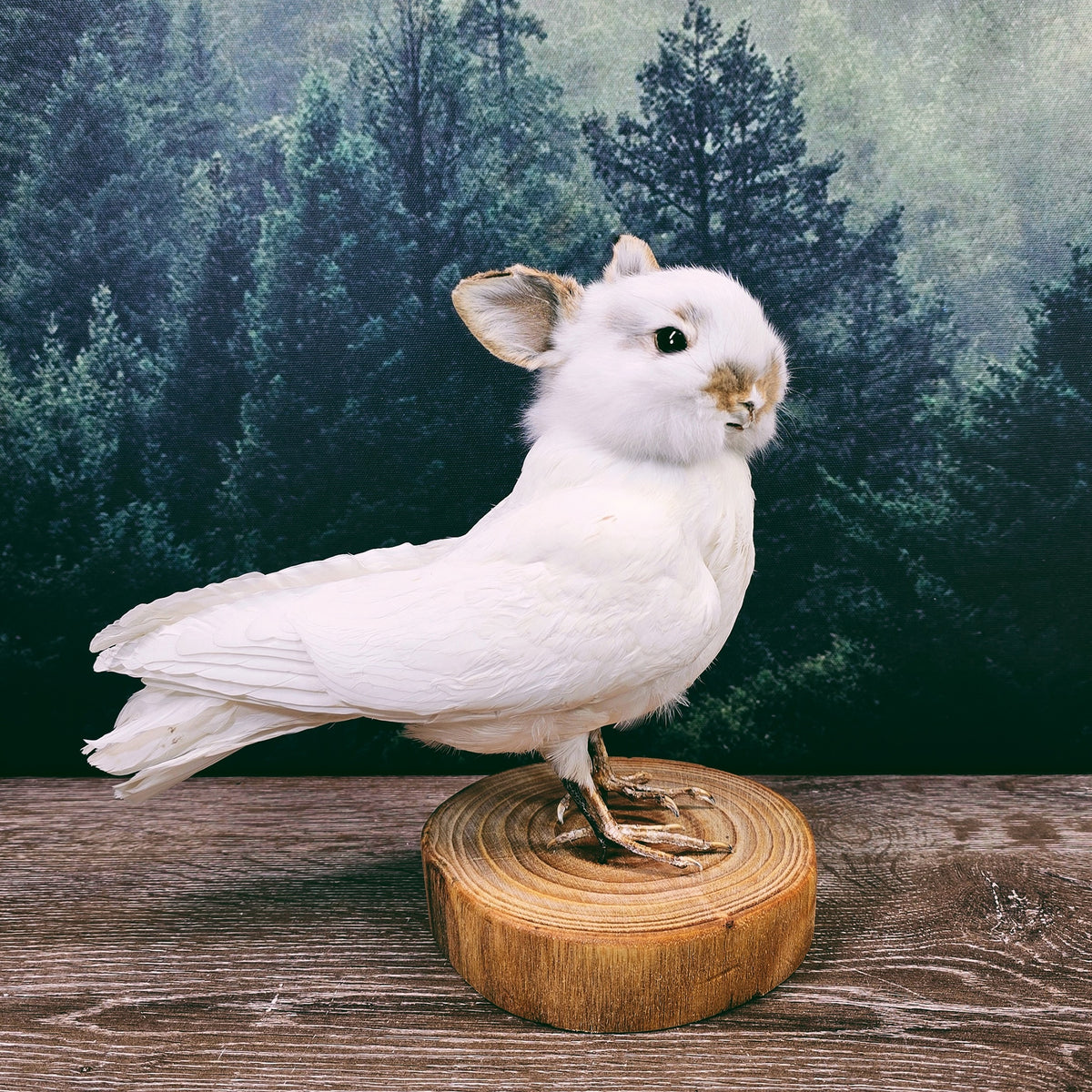 Odd Mountain Oddities: Curios, Antiques, Taxidermy, Oddities and More