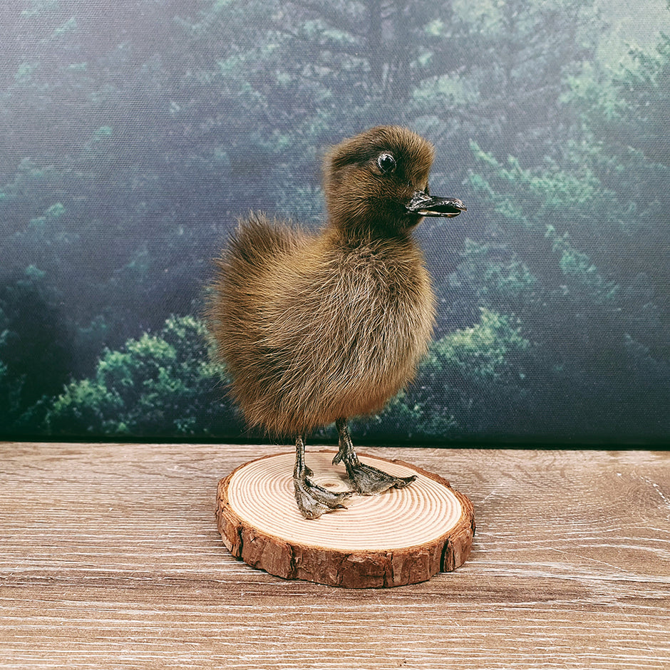 Entomology & Taxidermy Displays