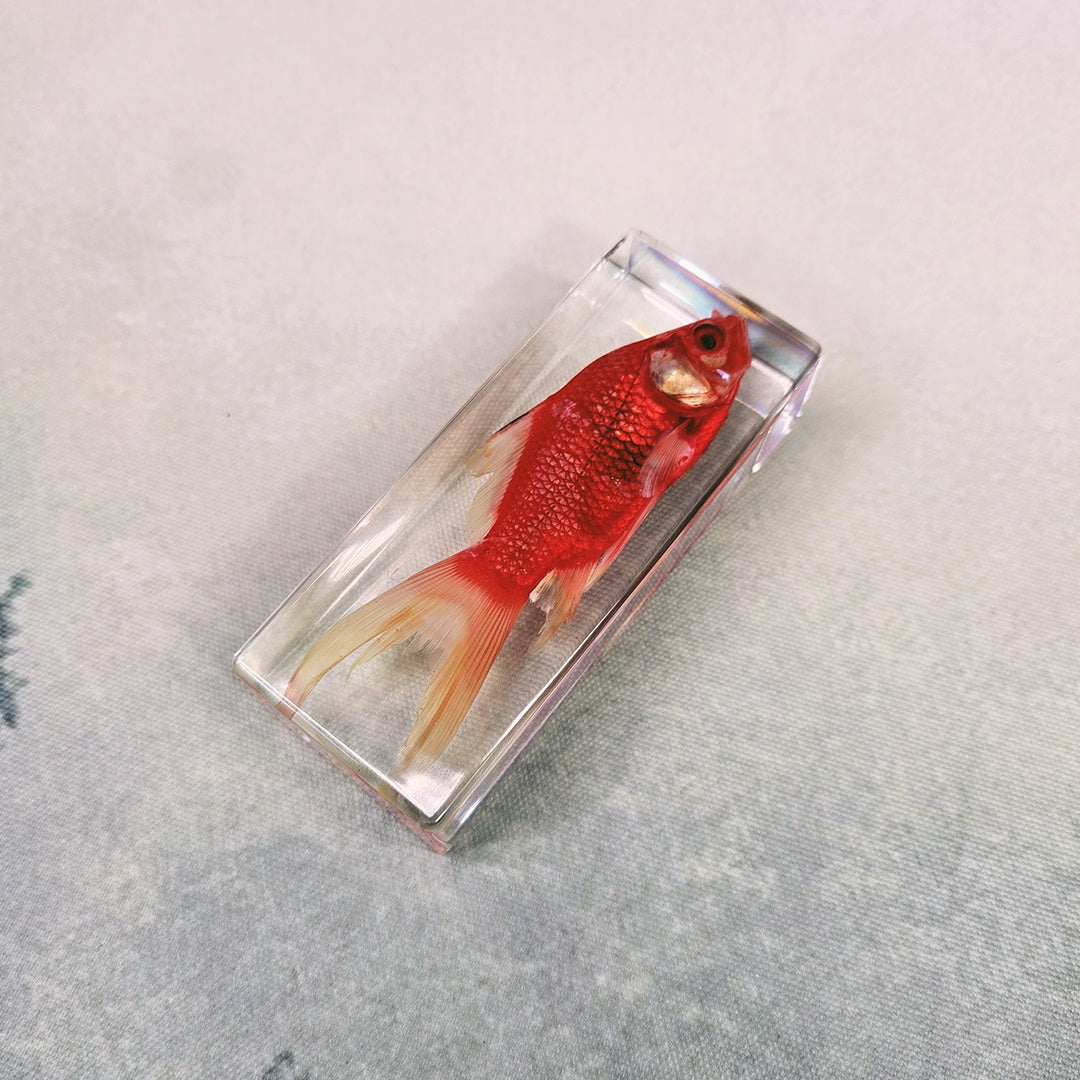 Goldfish Specimen Embedded in Resin 110mm