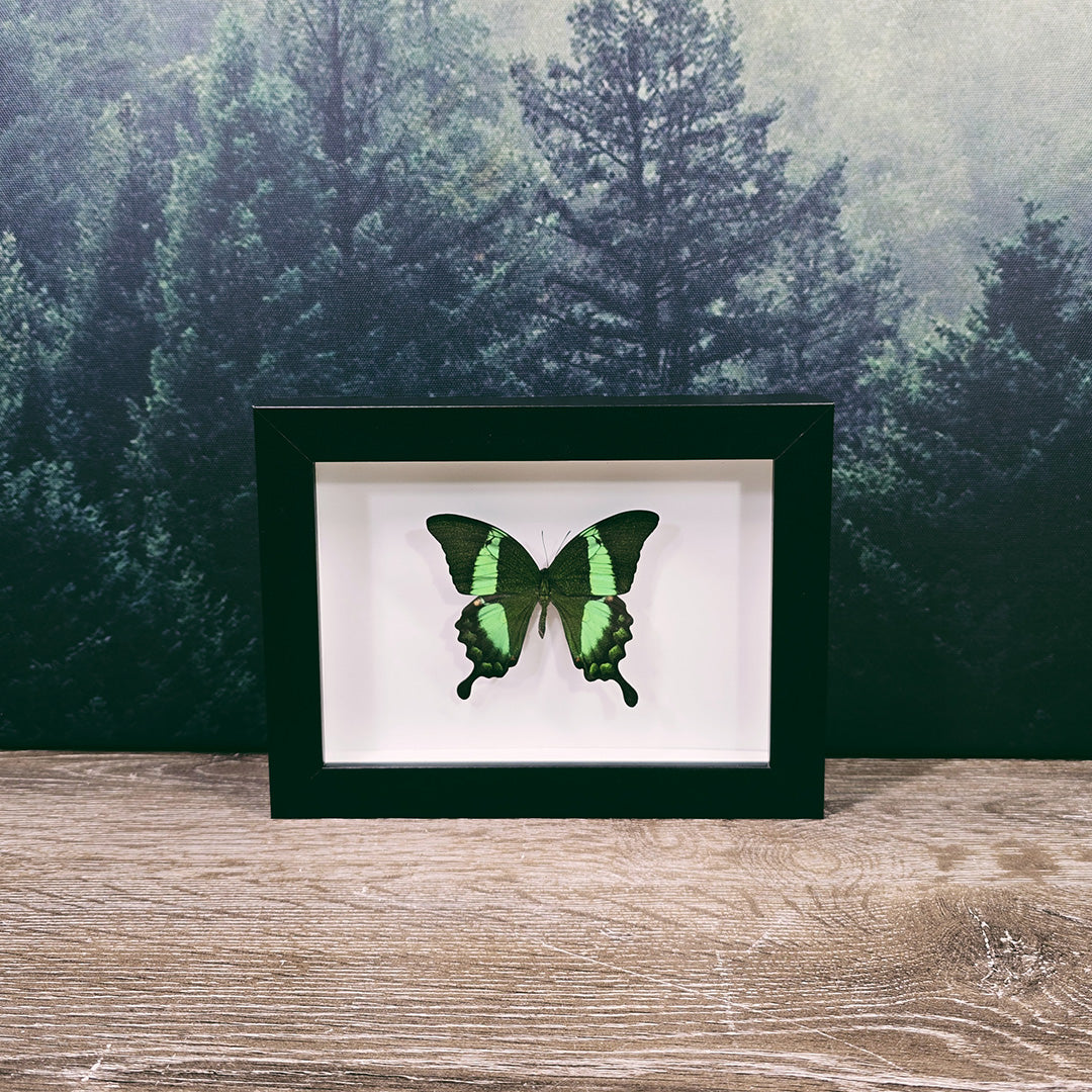 Butterfly & Moth Frames