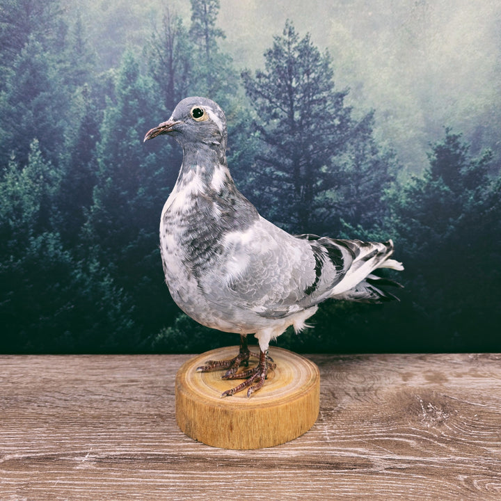 Odd Mountain Oddities: Curios, Antiques, Taxidermy, Oddities and More