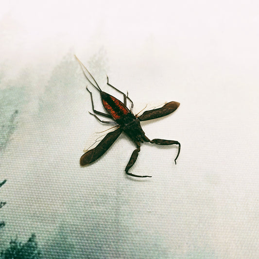 Dehydrated Flying Insect Specimens