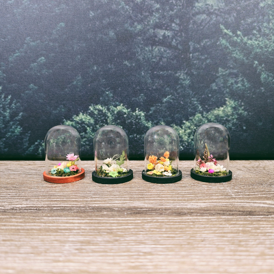 Entomology & Taxidermy Displays