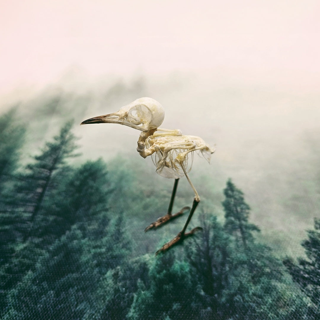 Skulls & Articulated Skeletons