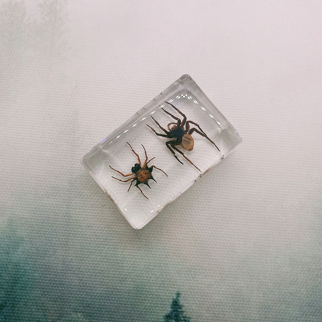 Two Spiders Embedded in Resin 44mm